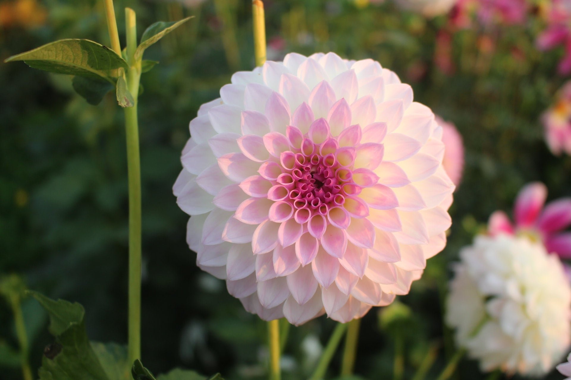 Formby Pride | Country Dahlias