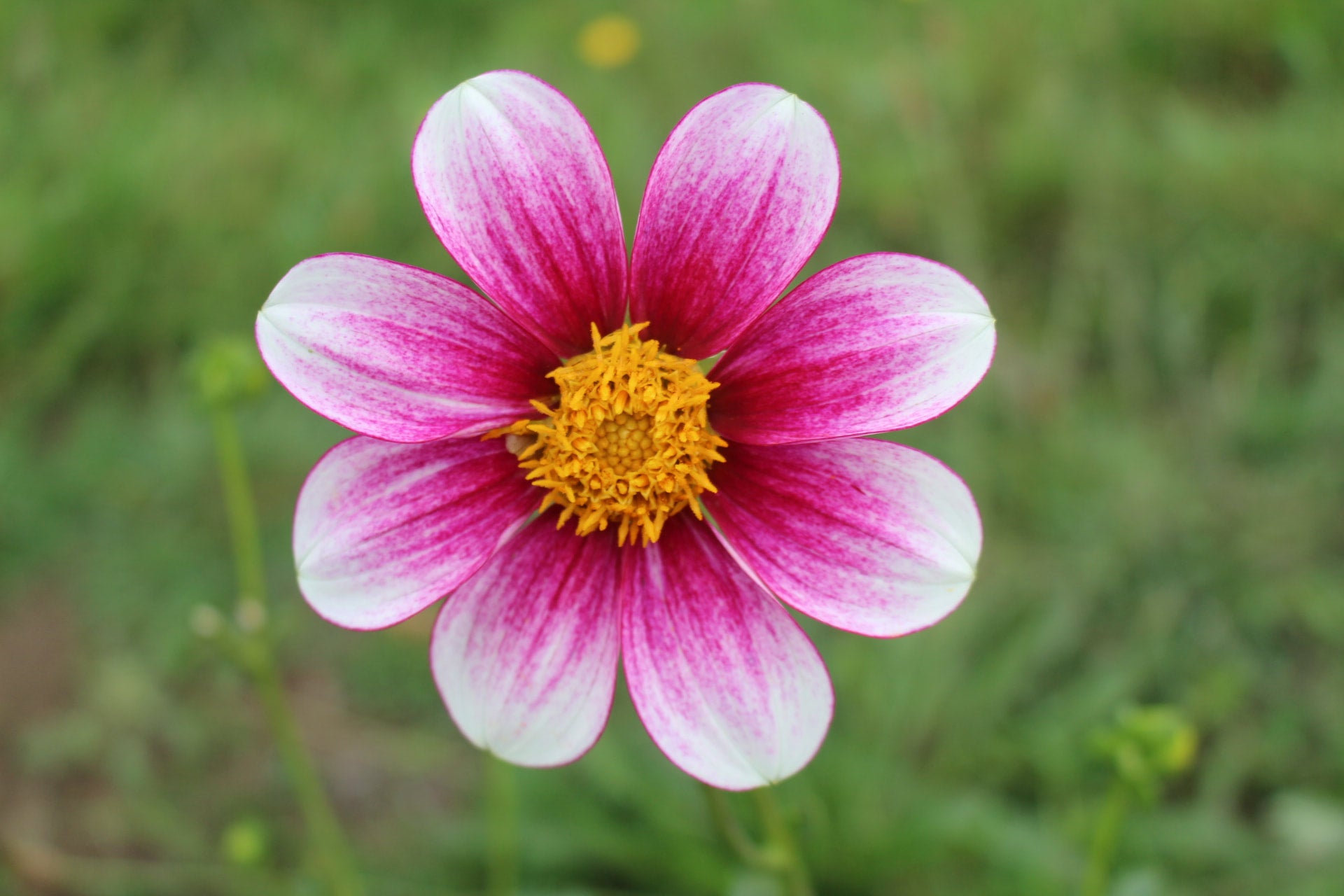 Araluen Cheeky | Country Dahlias