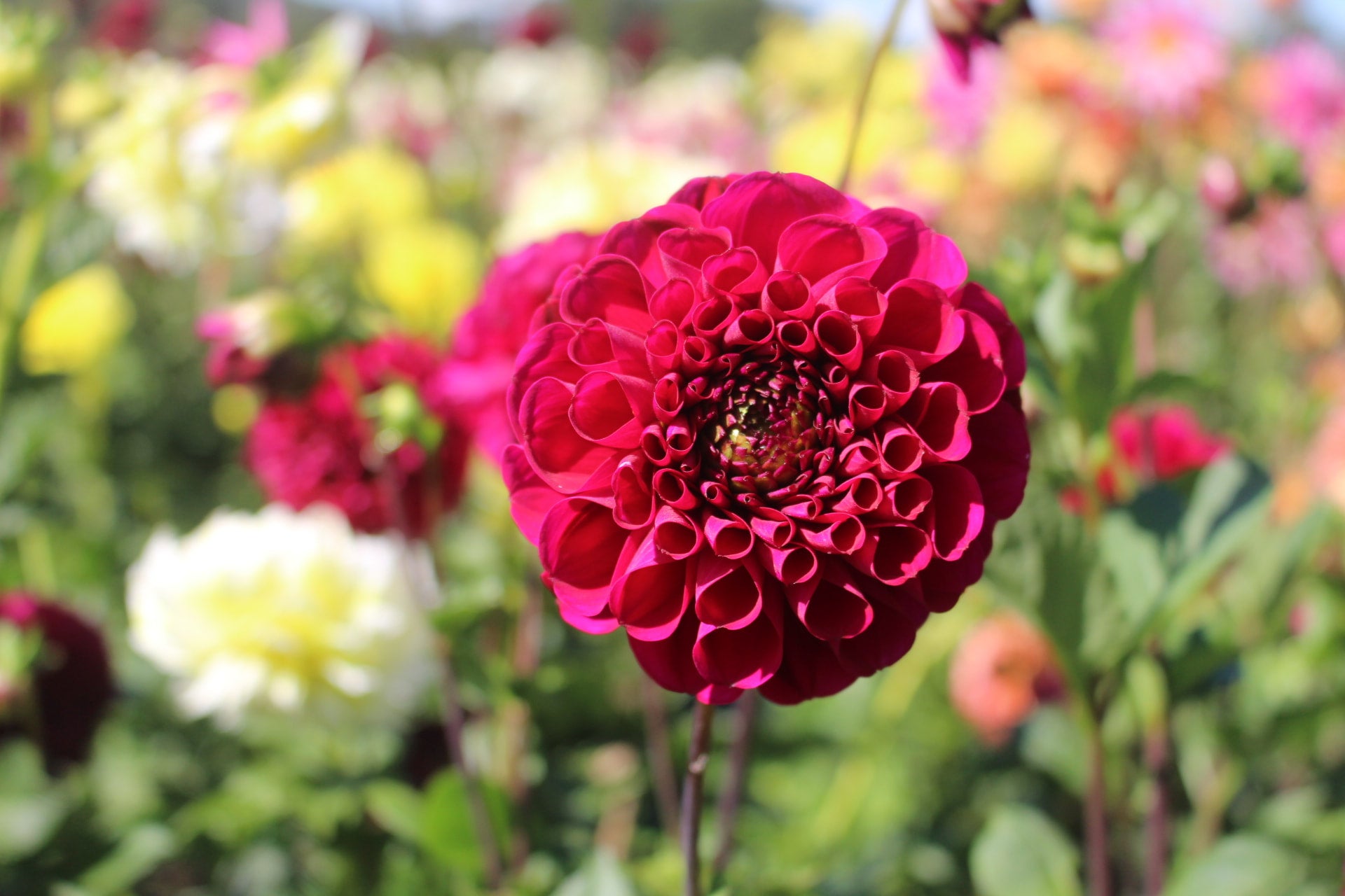Formby Cardinal | Country Dahlias