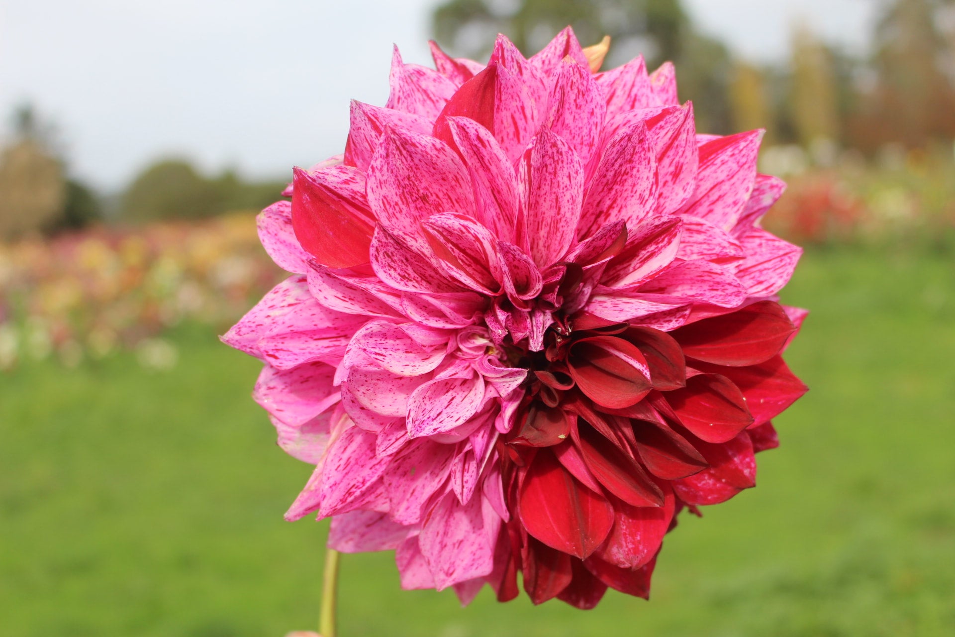 Samoan Prince | Country Dahlias