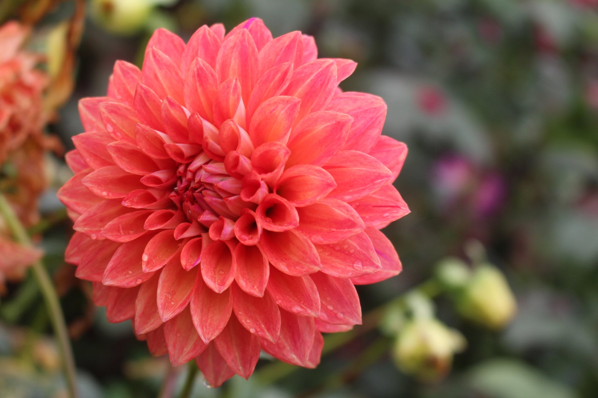 Devon Ruby | Country Dahlias