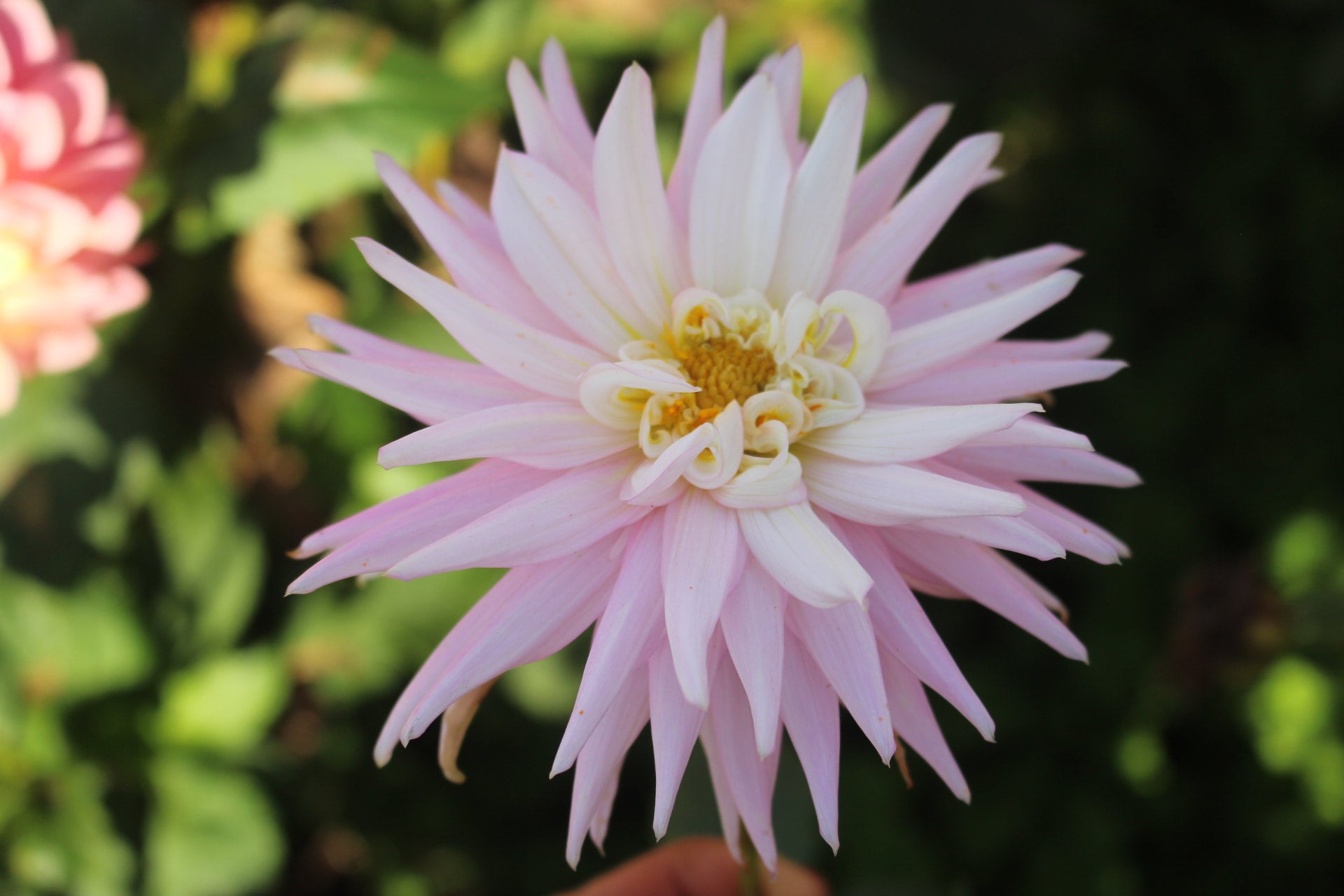 Jan Lennon | Country Dahlias
