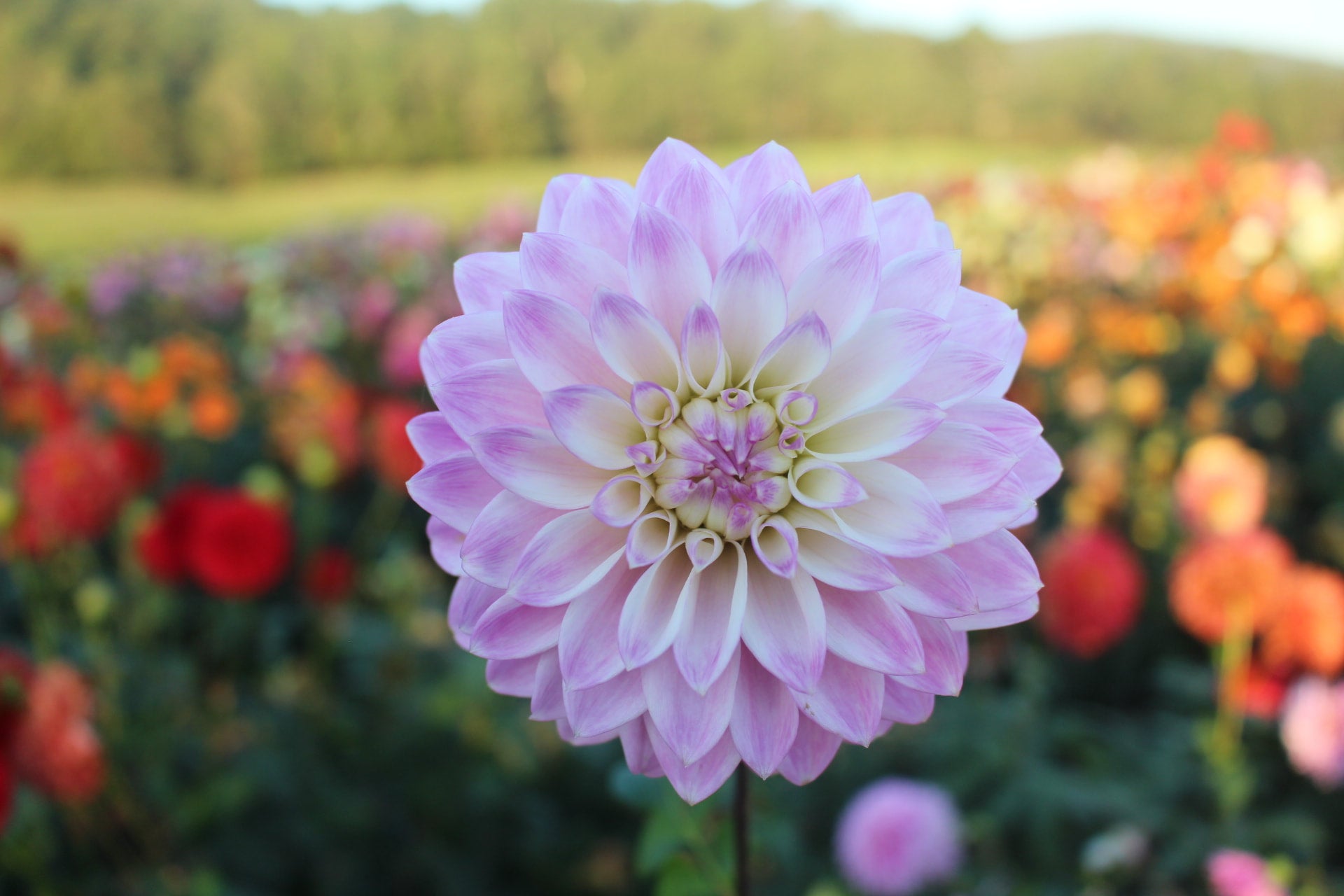 Mollys Saige | Country Dahlias