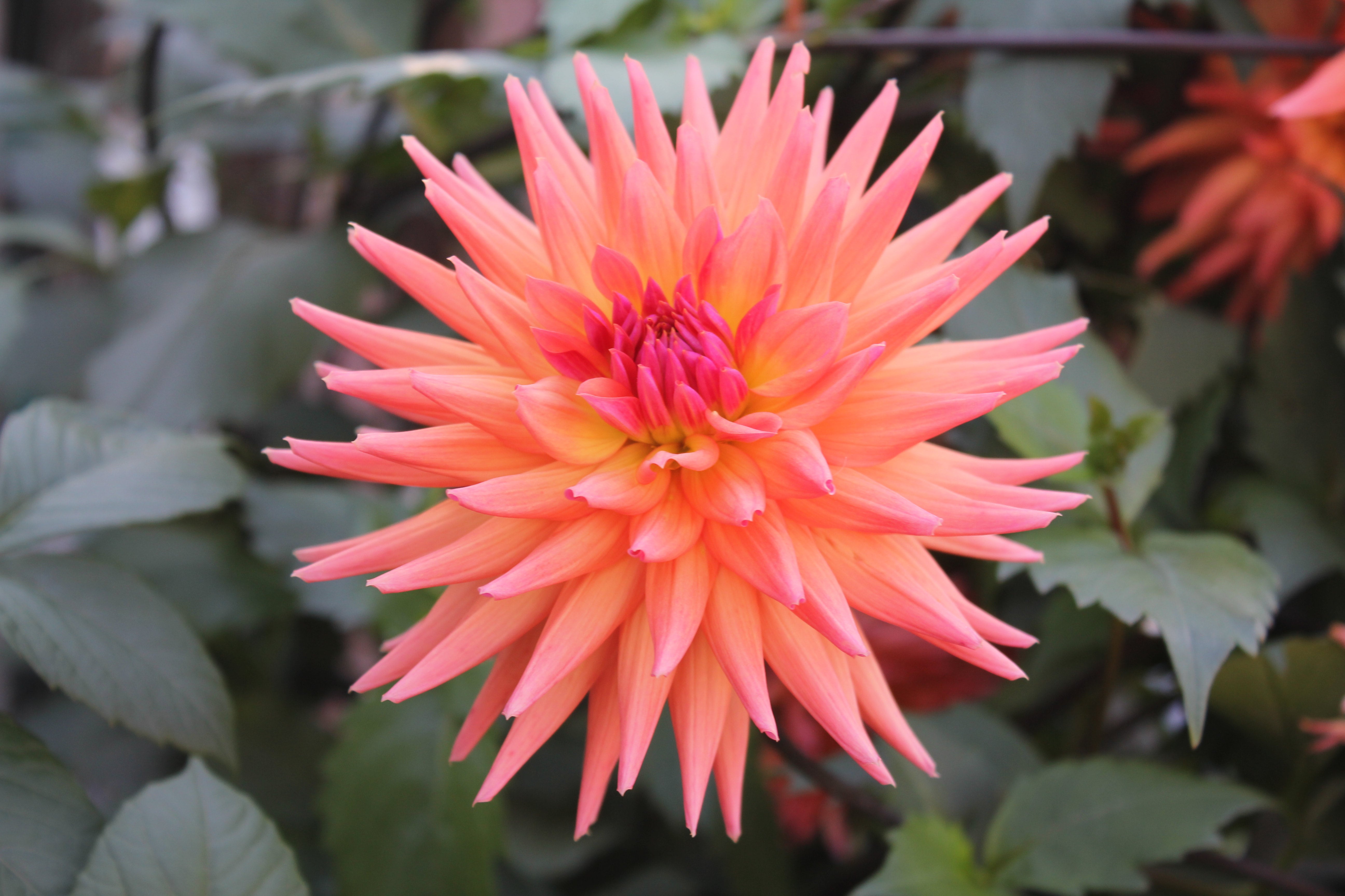 Winkie Mark | Country Dahlias