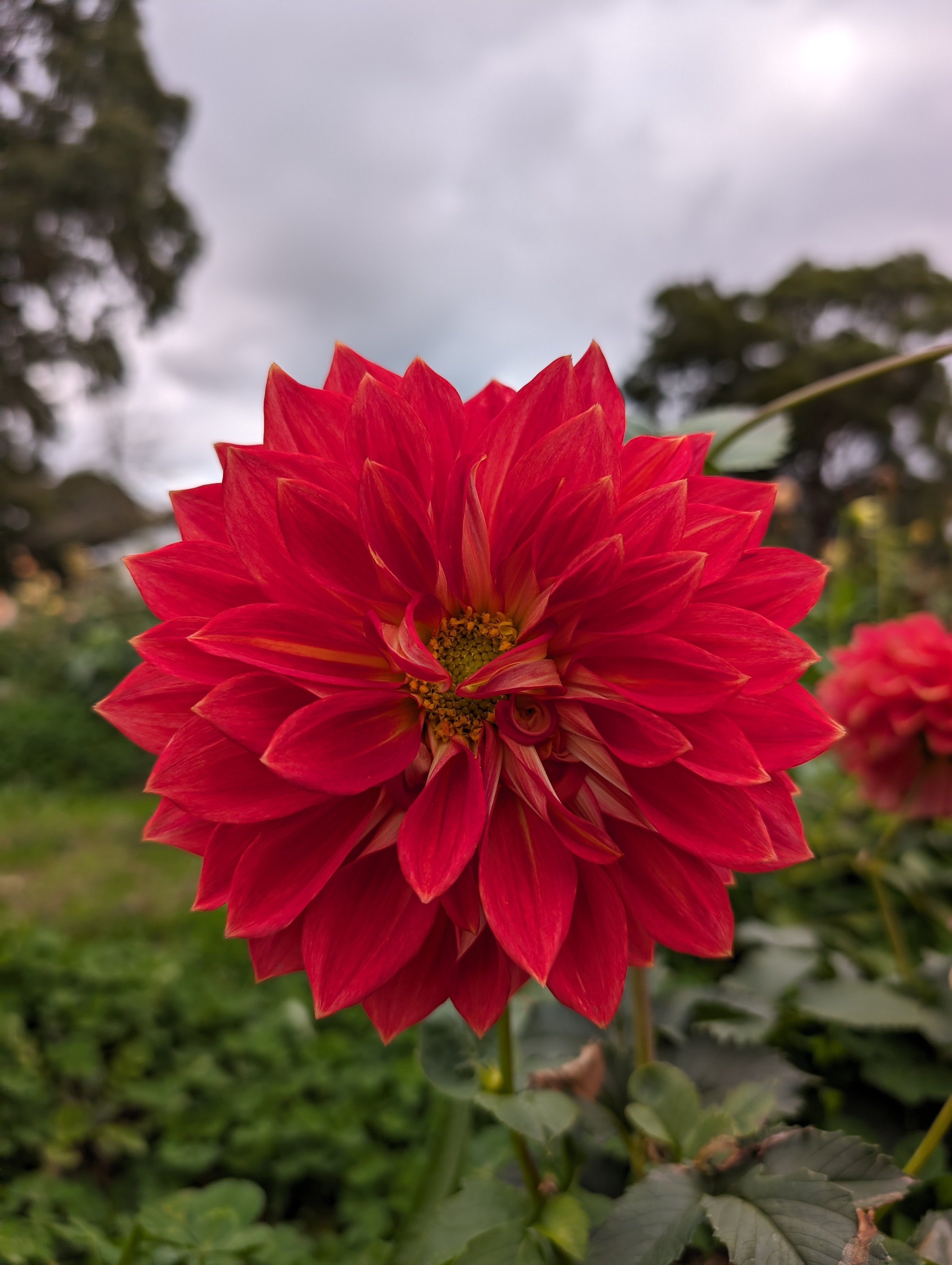 Devon Radiance | Country Dahlias