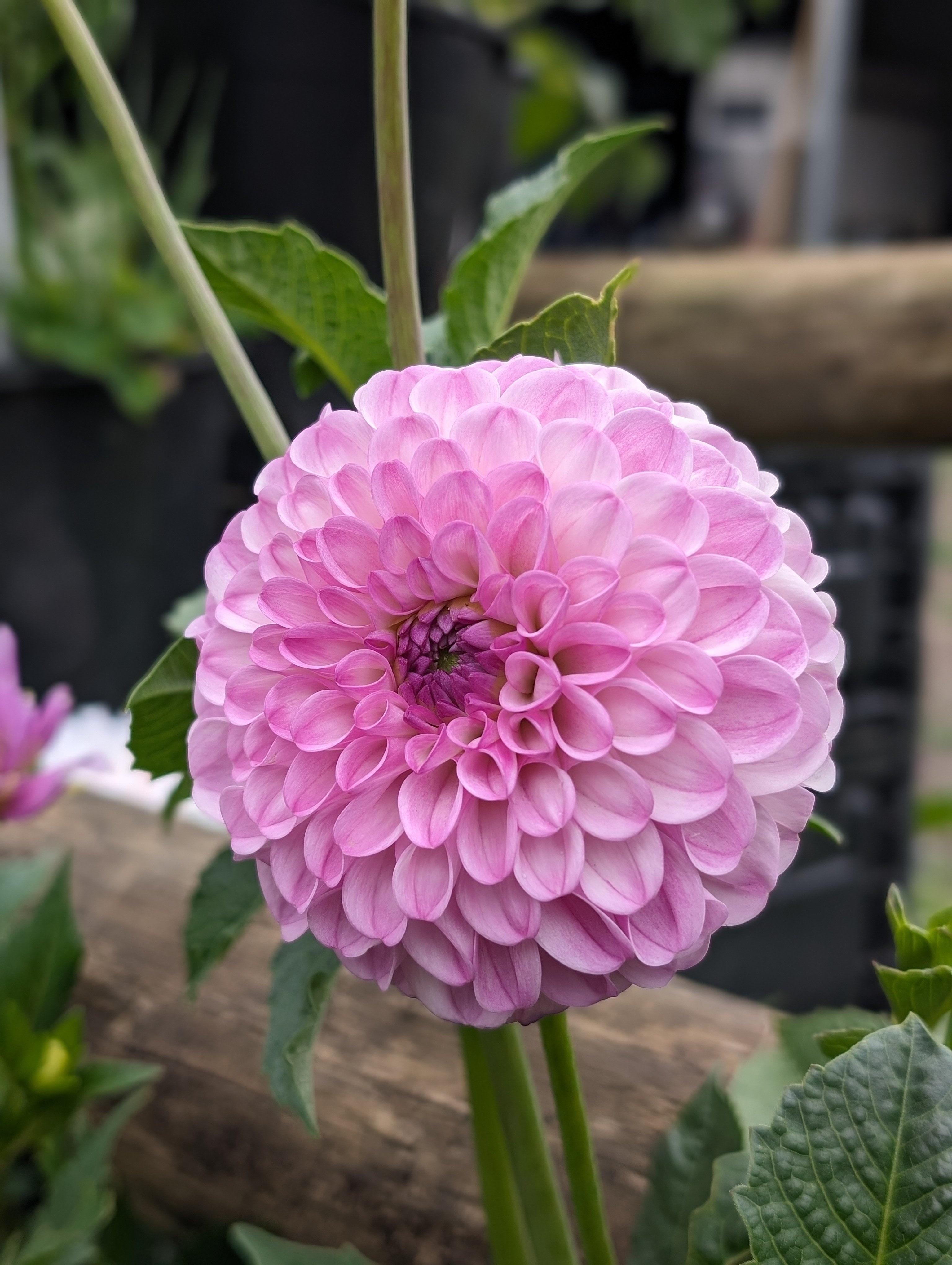 Liza Country Dahlias