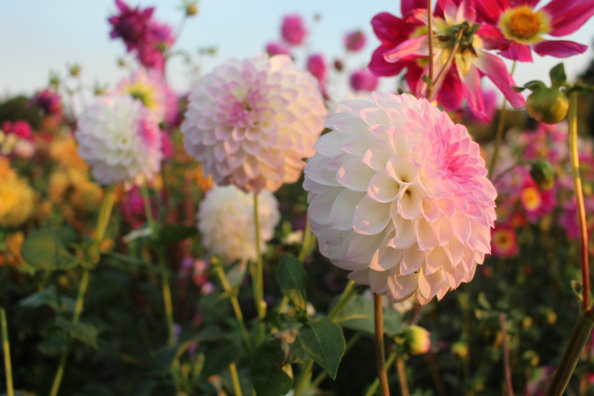 Formby Pride | Country Dahlias
