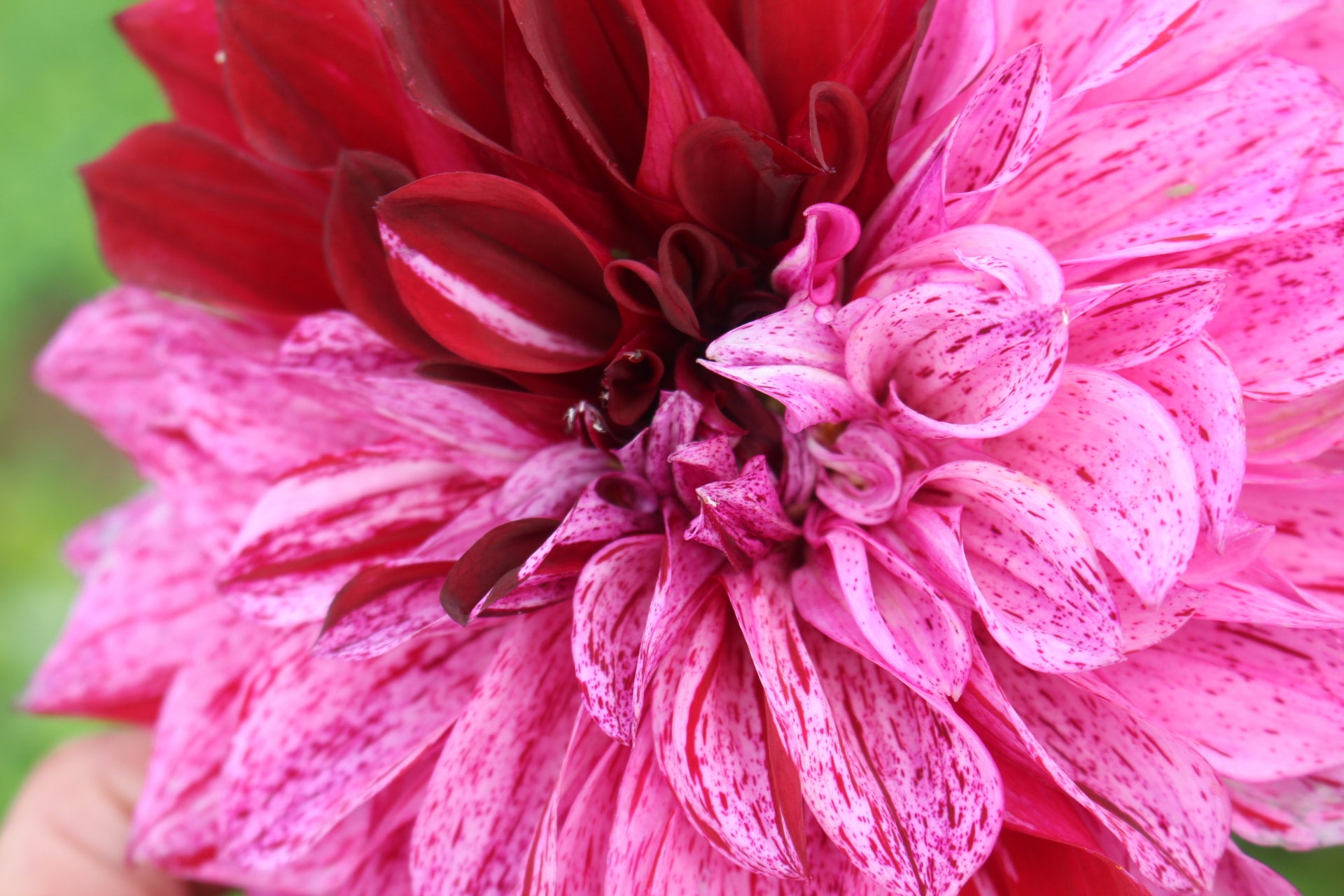 Samoan Prince | Country Dahlias