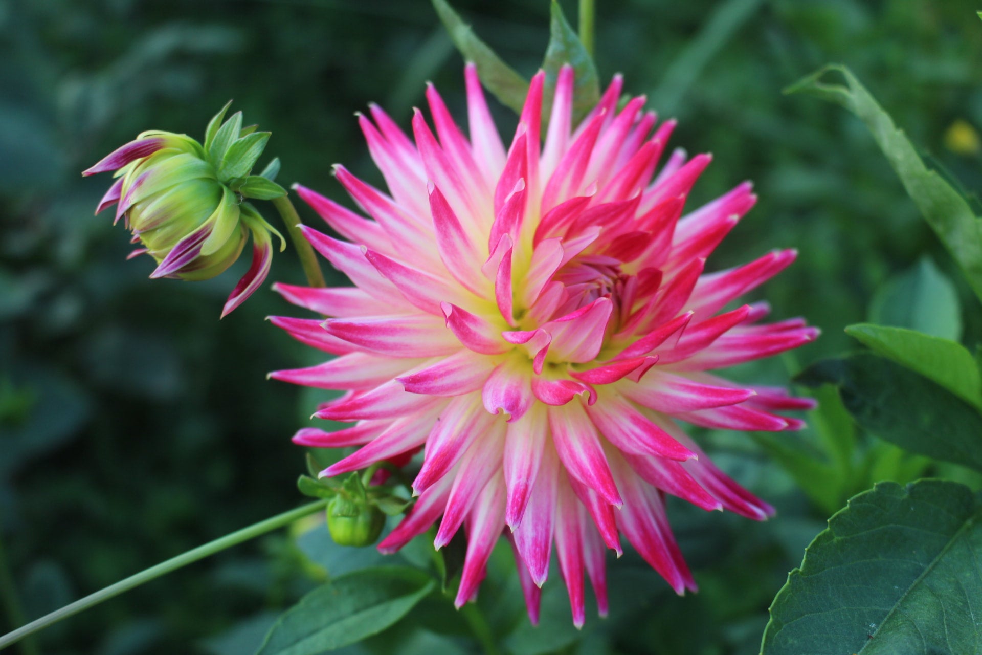 Cha Cha | Country Dahlias