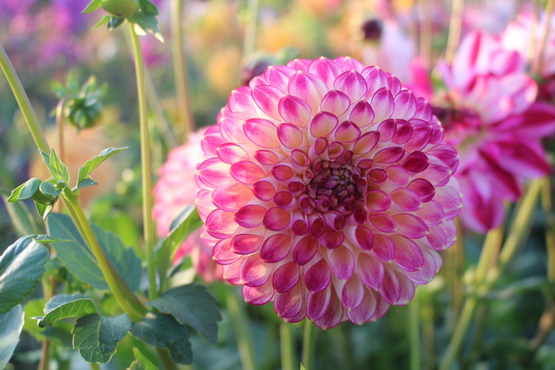 First Prize | Country Dahlias