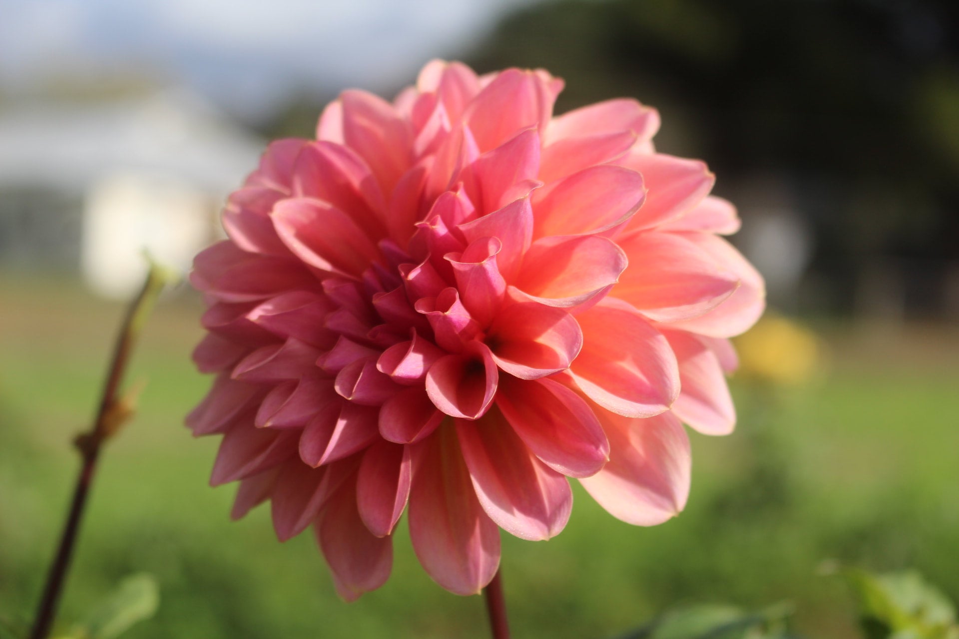 African Sunrise | Country Dahlias