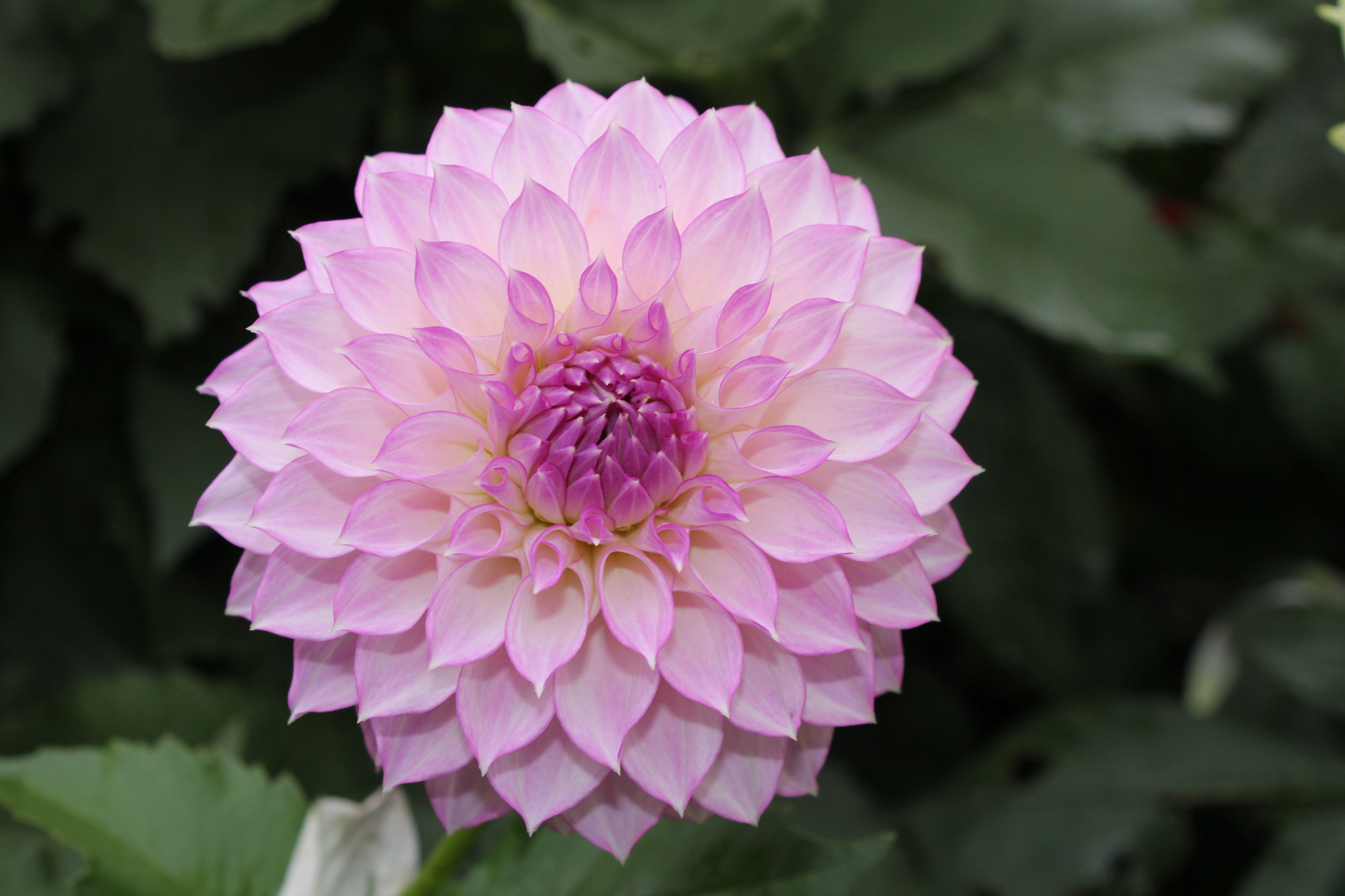 Hayden | Country Dahlias