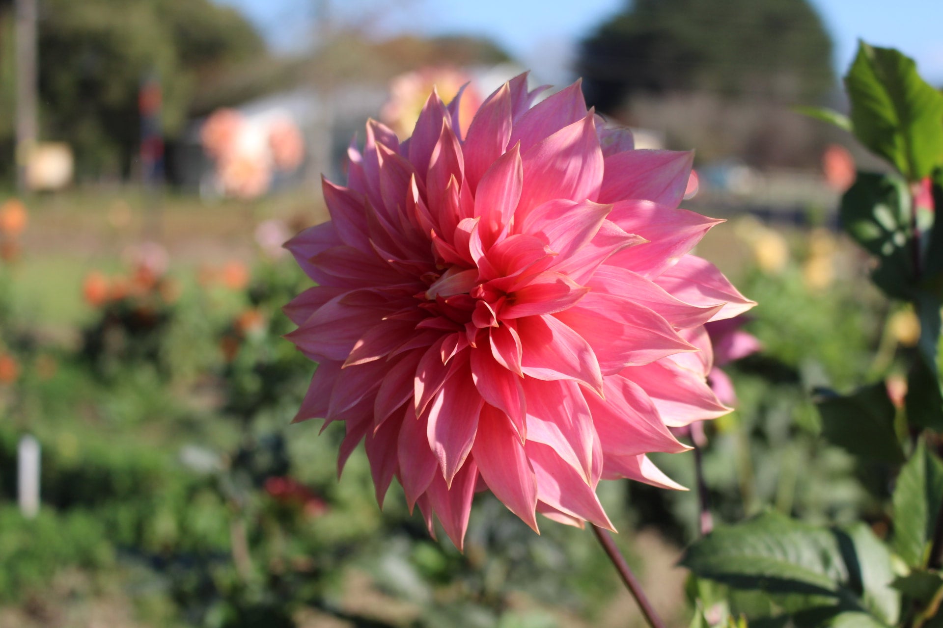 Carlos Watermelon Country Dahlias