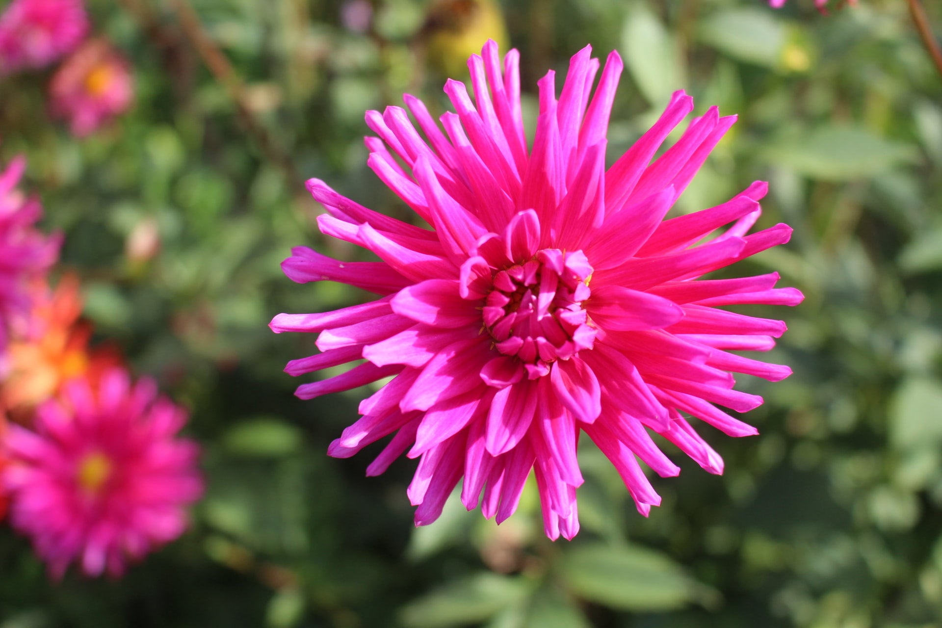 Purple Gem | Country Dahlias