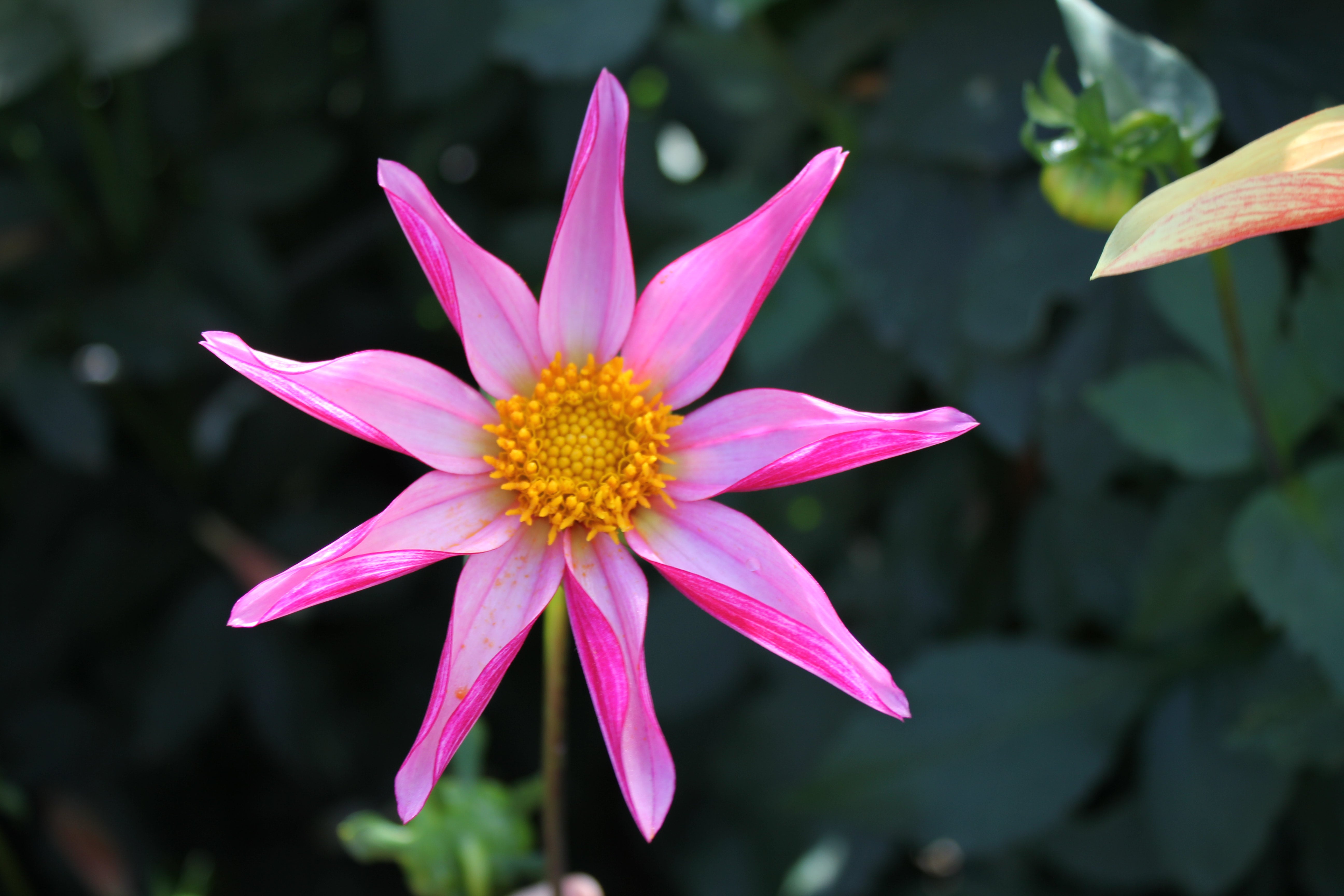 Christie Starlet | Country Dahlias