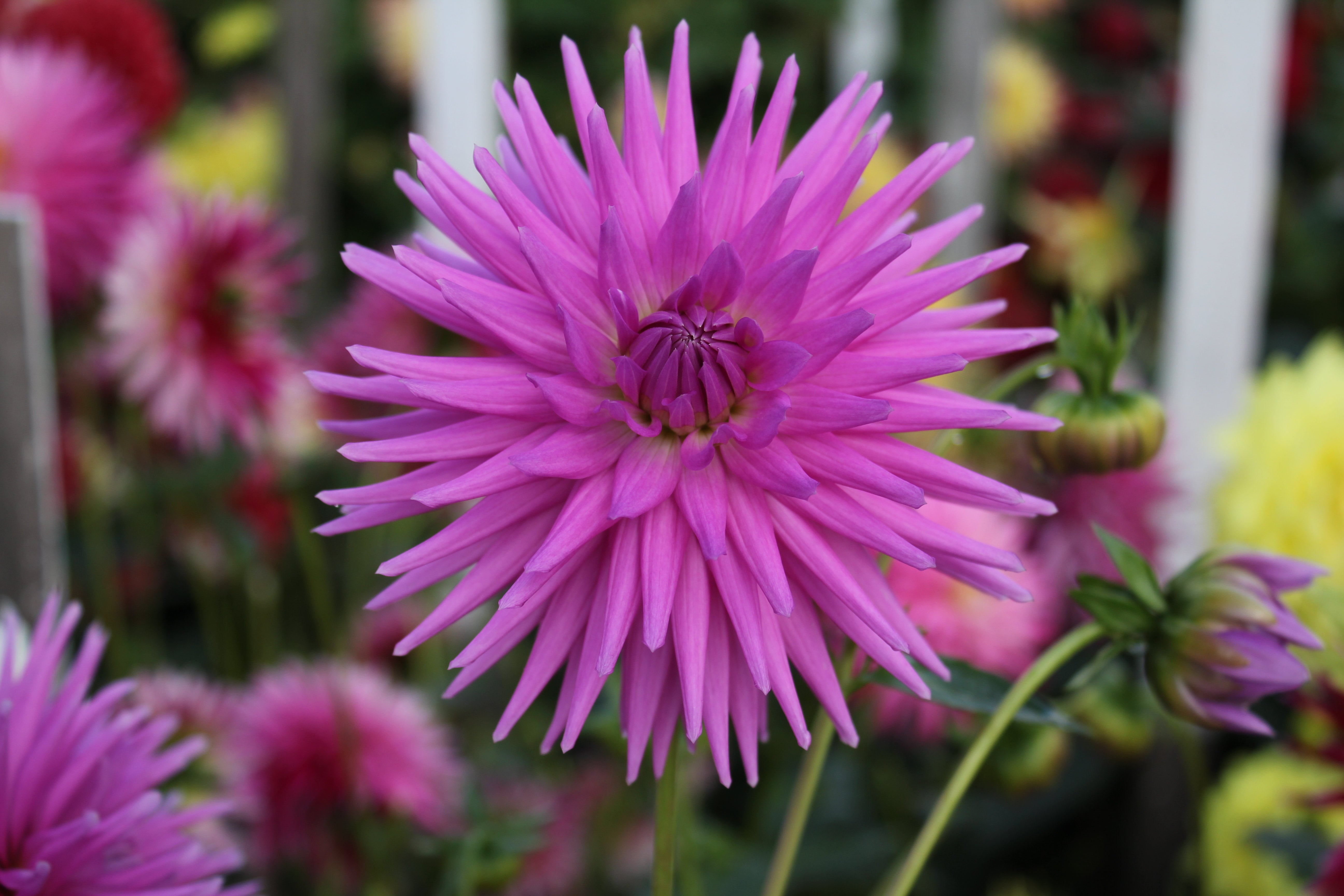 Rokewood Opal Country Dahlias