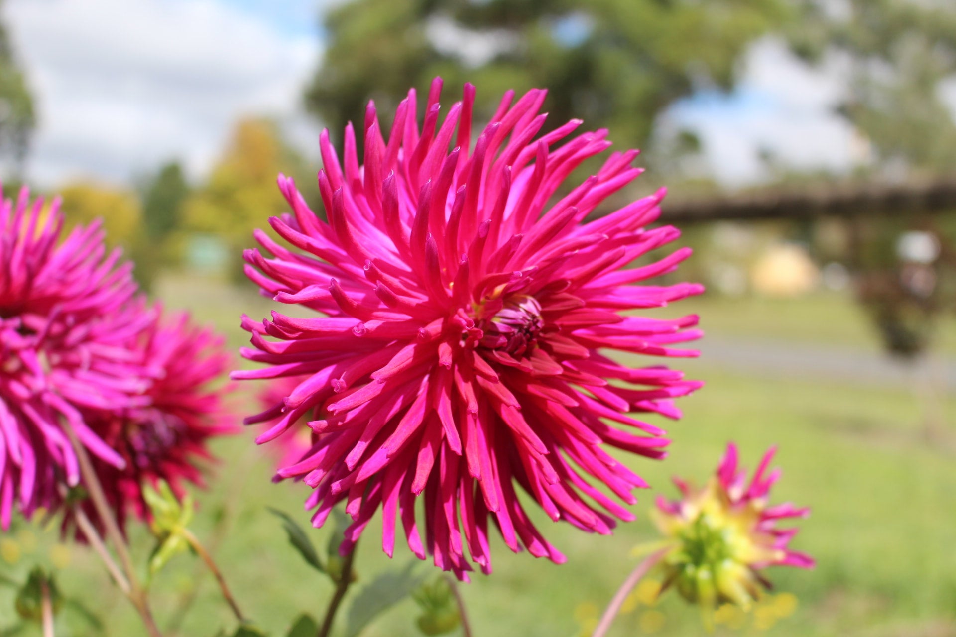Formby Treasure | Country Dahlias