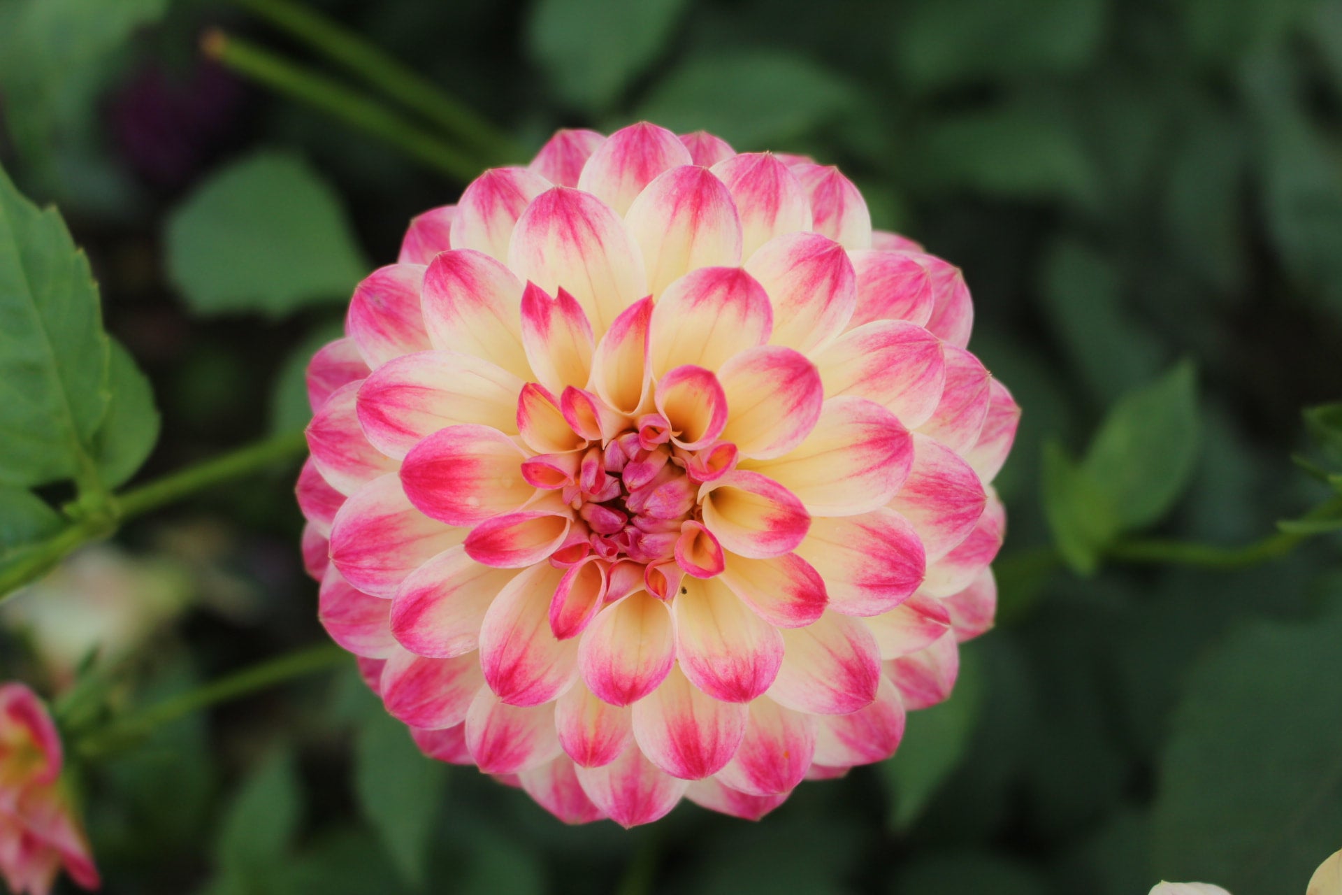 Miss Mandy | Country Dahlias