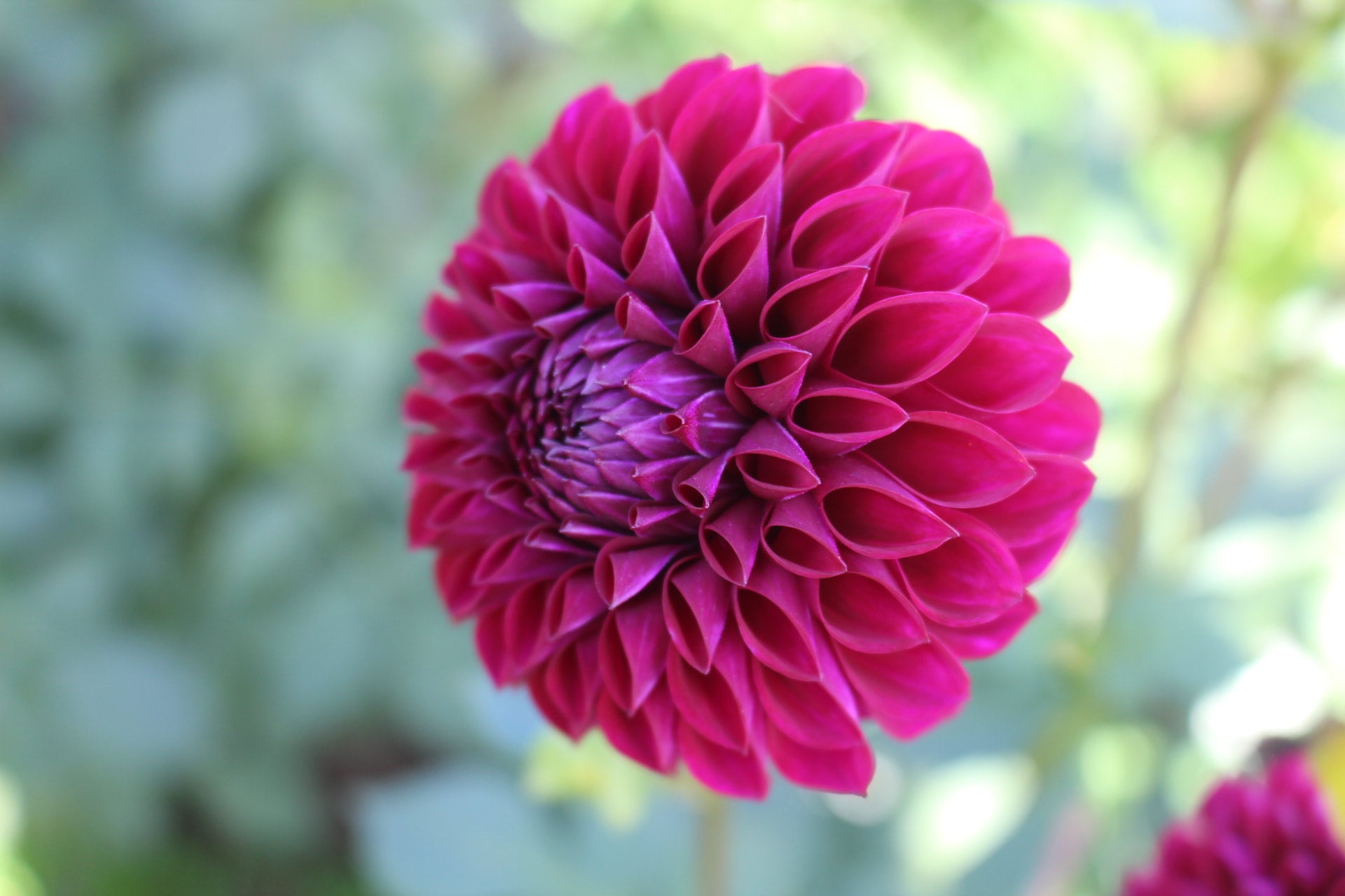 Rokewood Helen | Country Dahlias