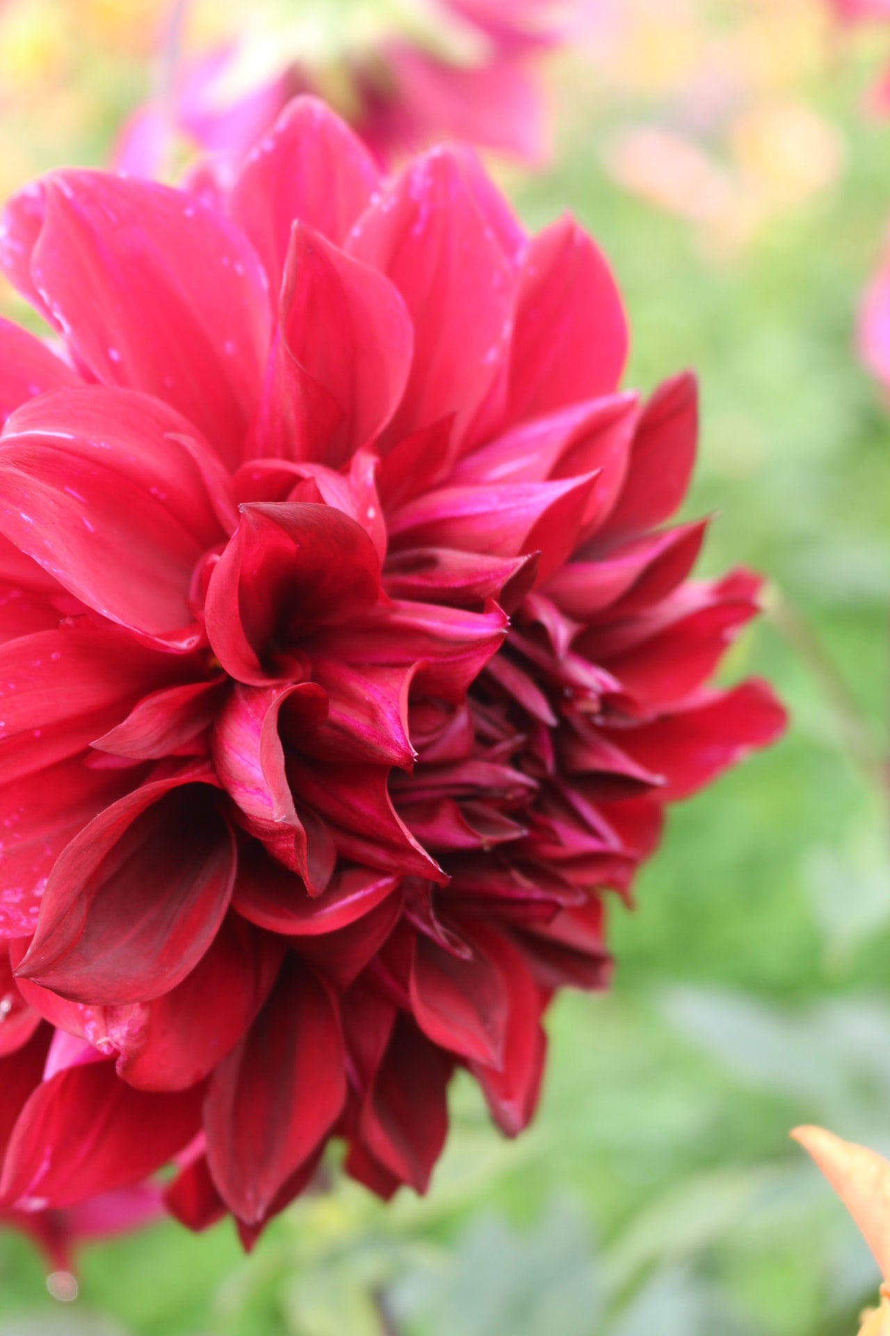 Red Samoan Prince | Country Dahlias