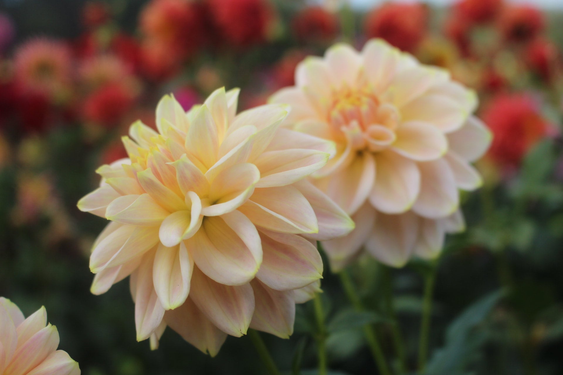 Sandy | Country Dahlias