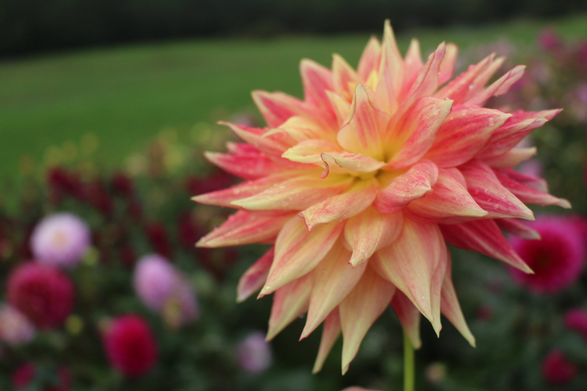 Maxmann | Country Dahlias
