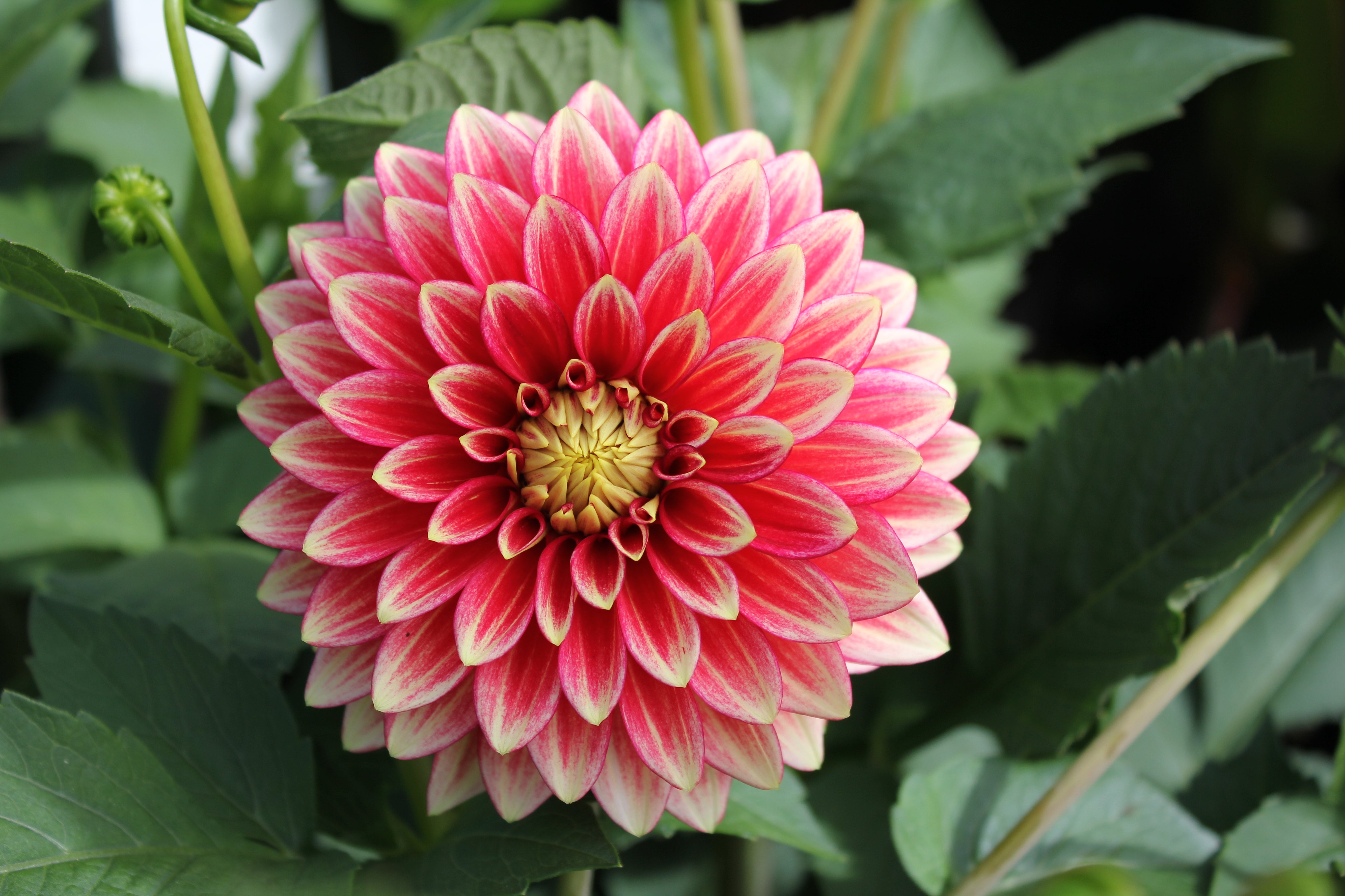 Coral Isle | Country Dahlias