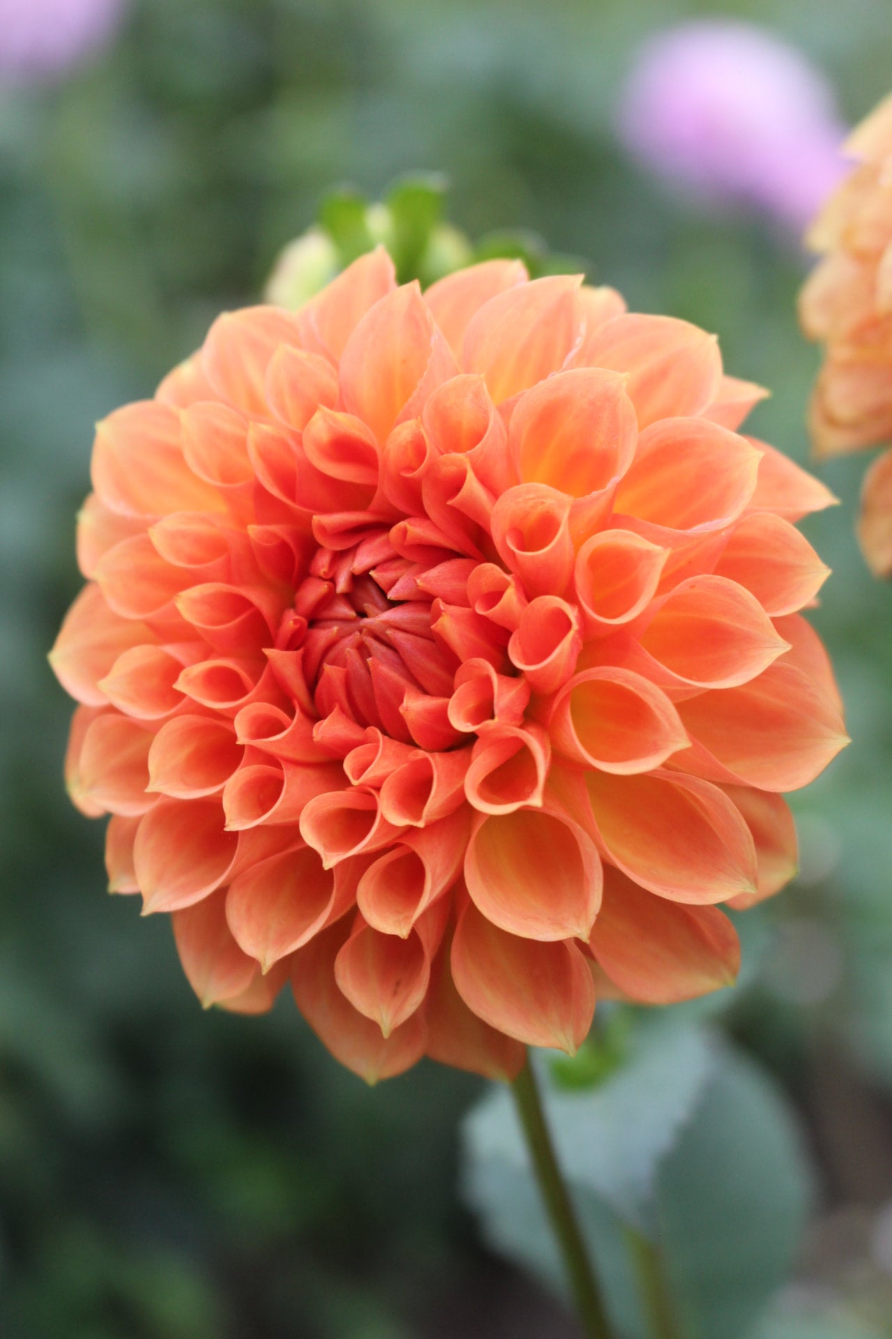 Formby Crest | Country Dahlias