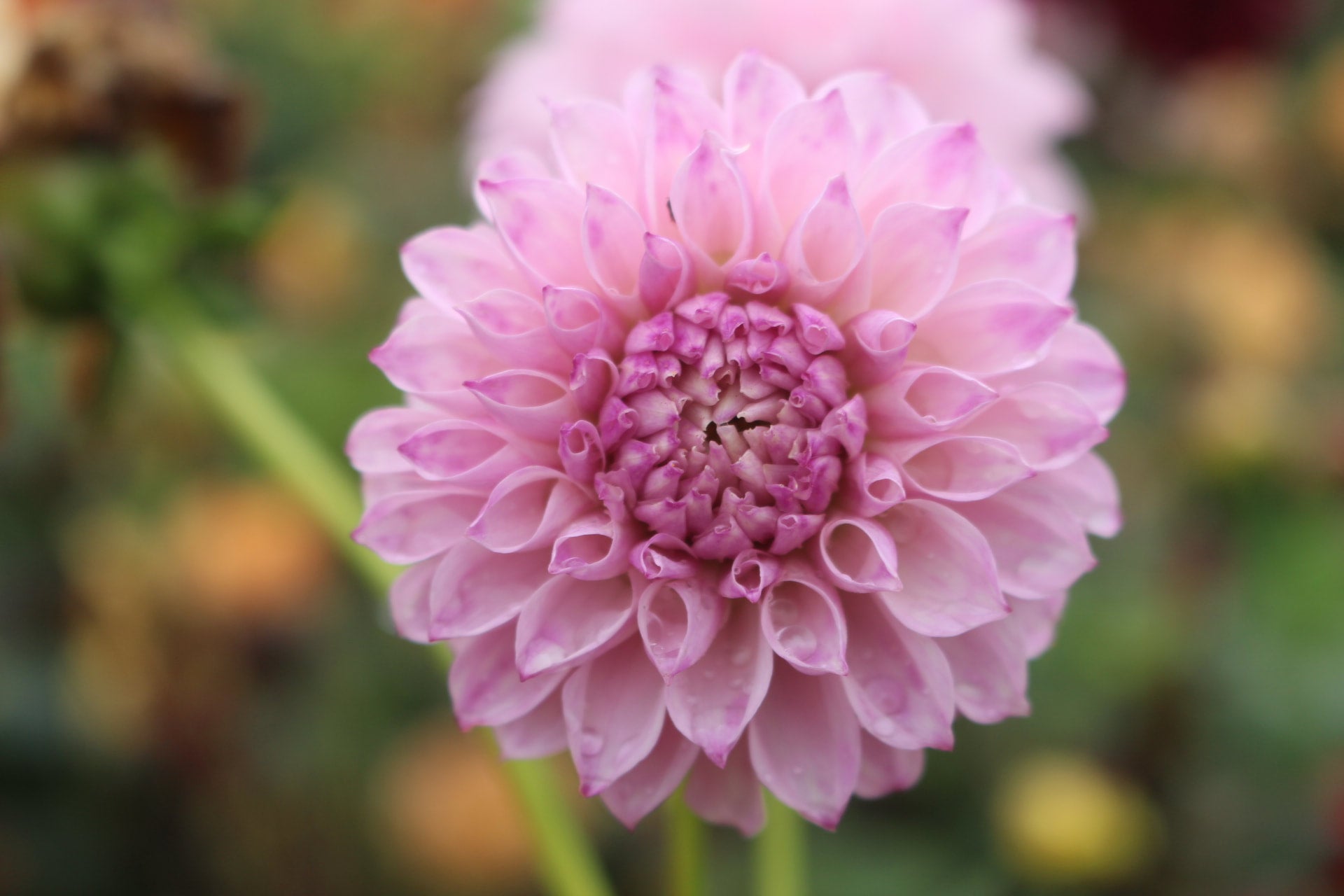 Glenmarc Divine | Country Dahlias