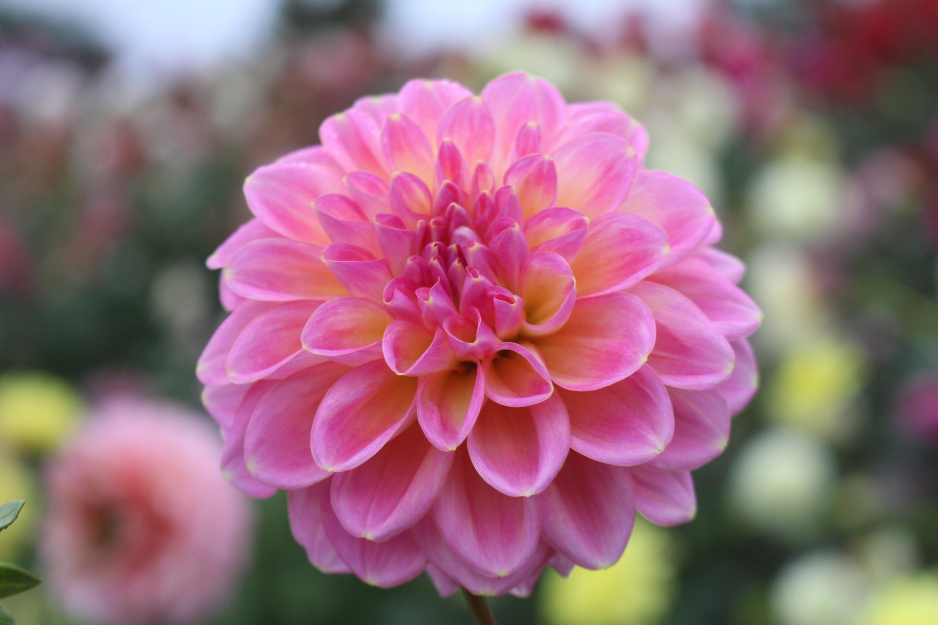 Grace | Country Dahlias