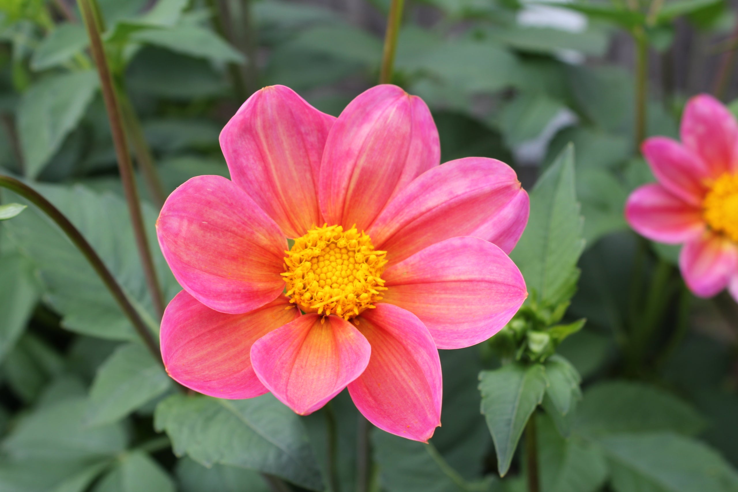 c-line-country-dahlias