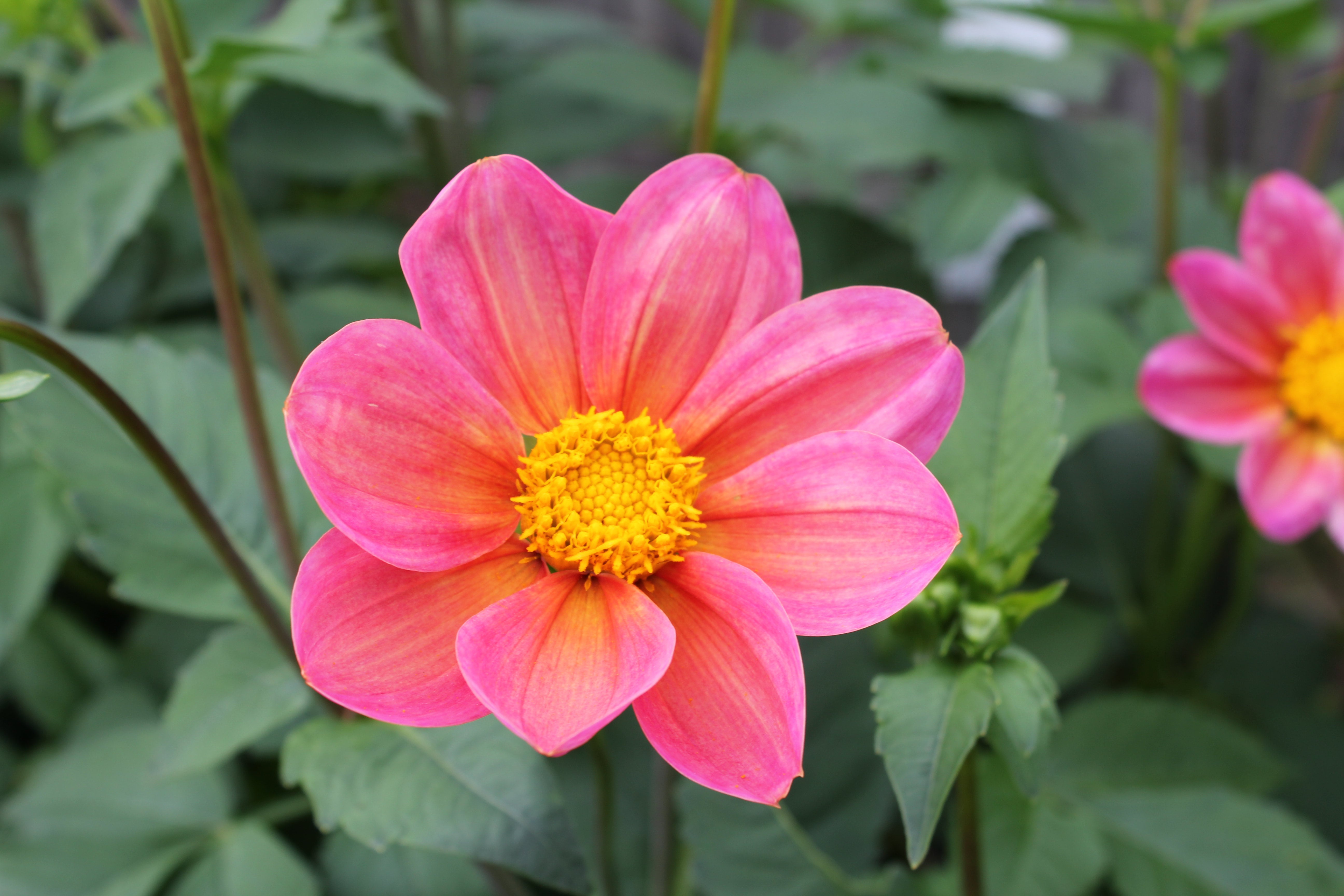 C Line Country Dahlias C Line Country Dahlias