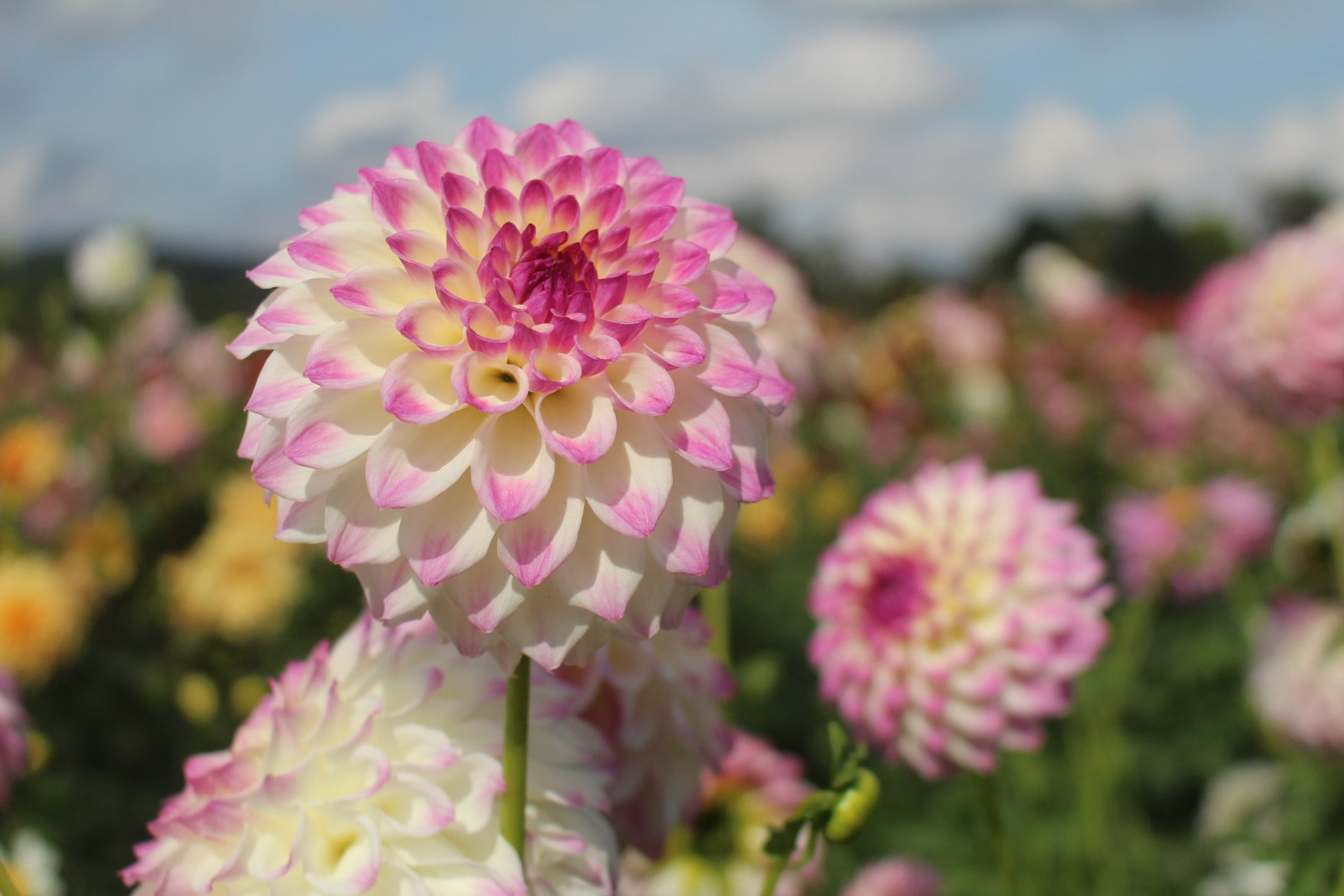 Formby Art | Country Dahlias