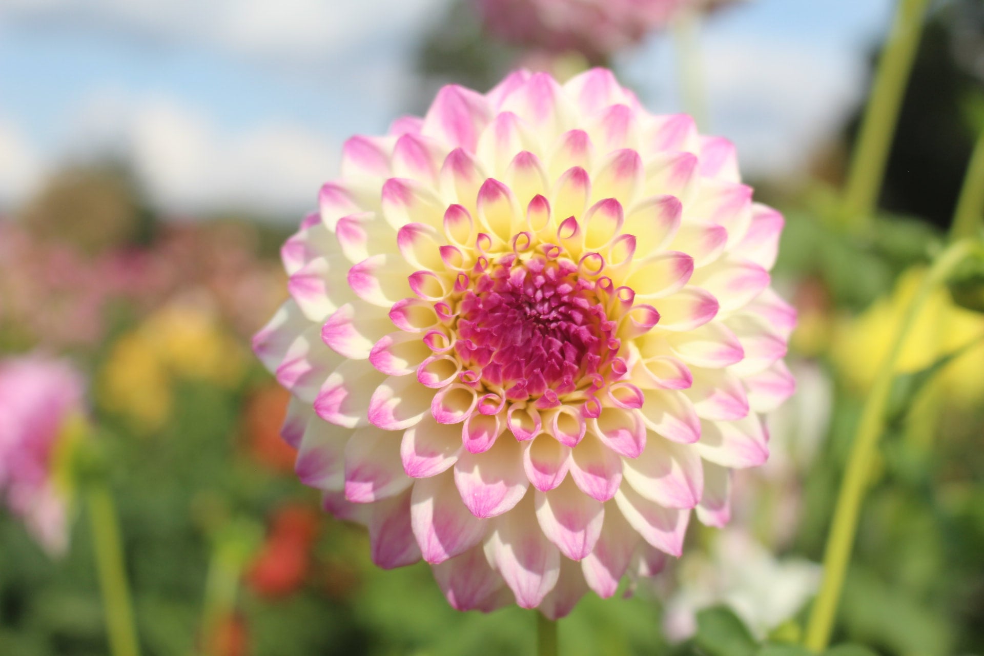 Formby Art | Country Dahlias