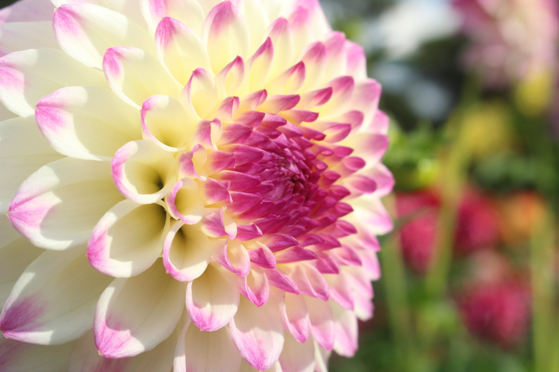 Formby Art | Country Dahlias