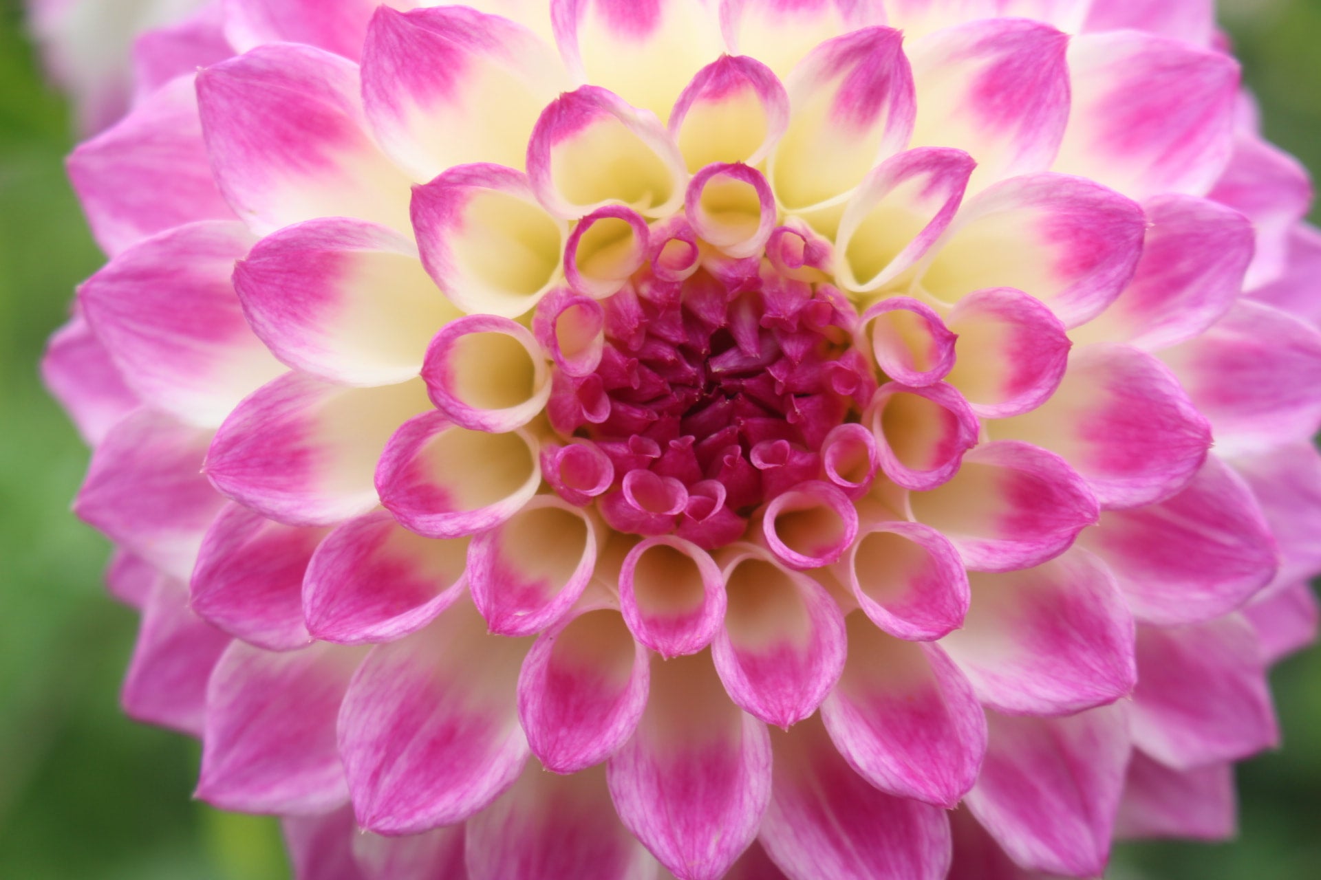 Formby Art | Country Dahlias