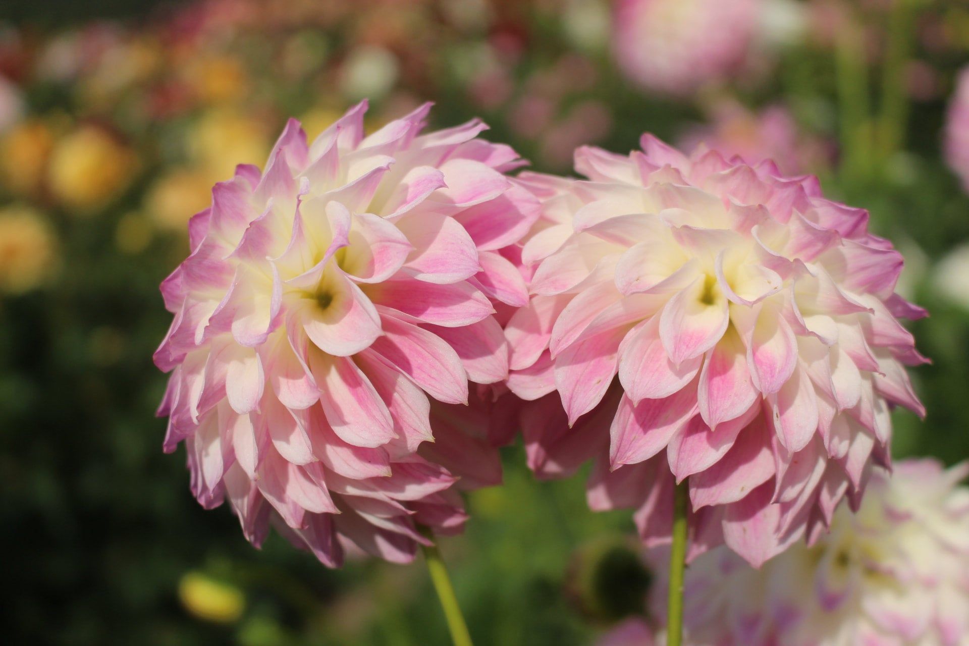 Formby Art | Country Dahlias