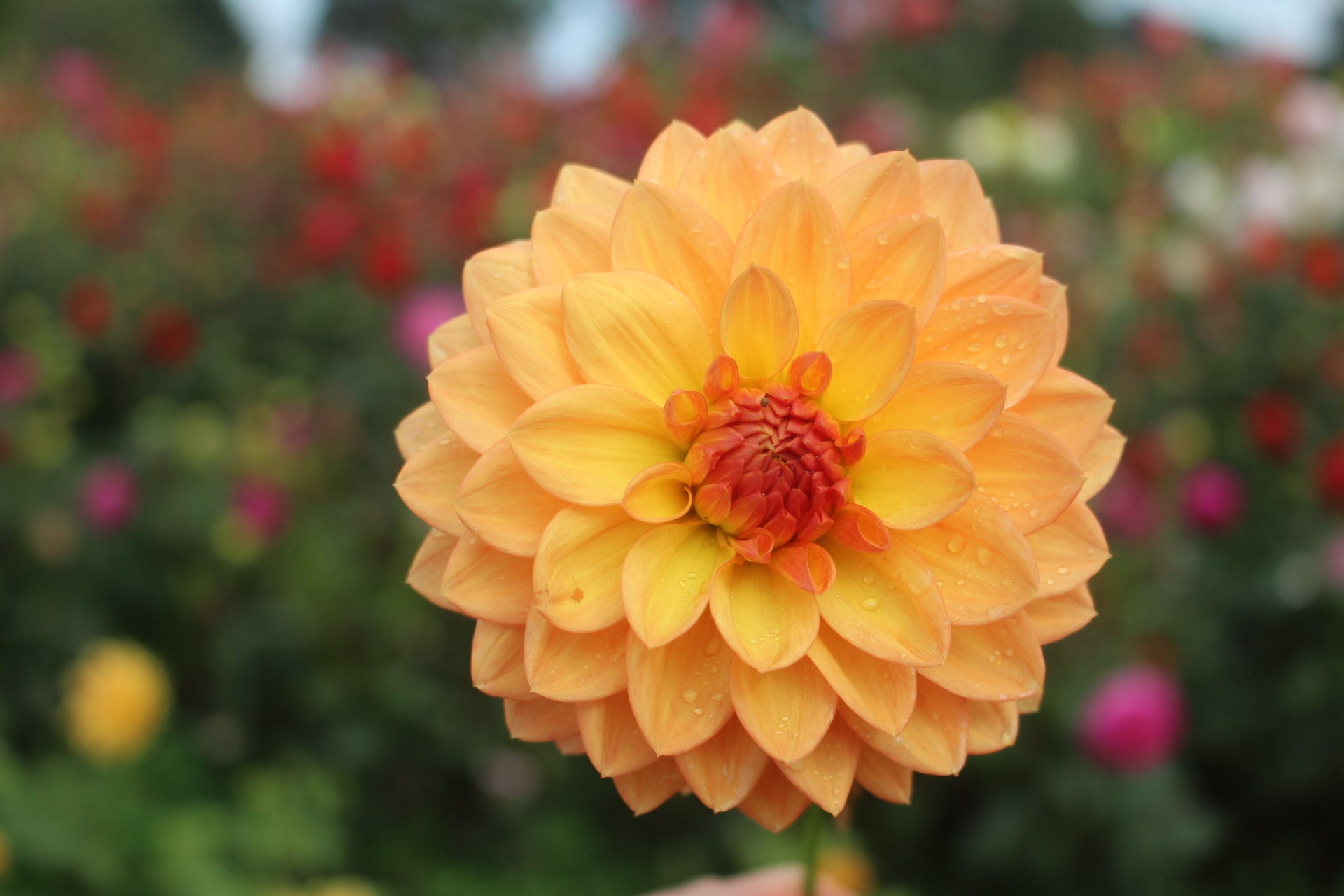 Golden Leader | Country Dahlias