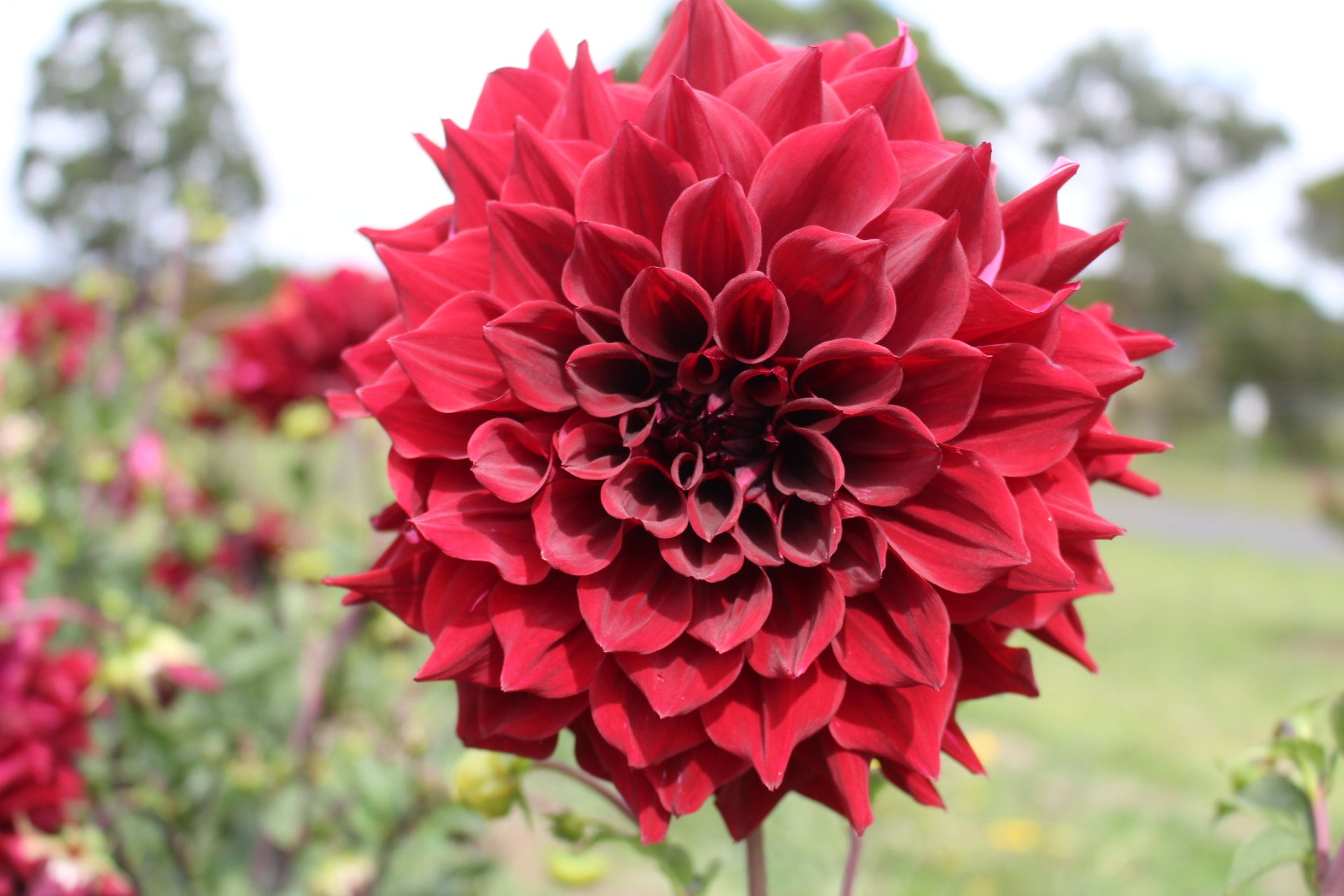 Giant & Large | Country Dahlias