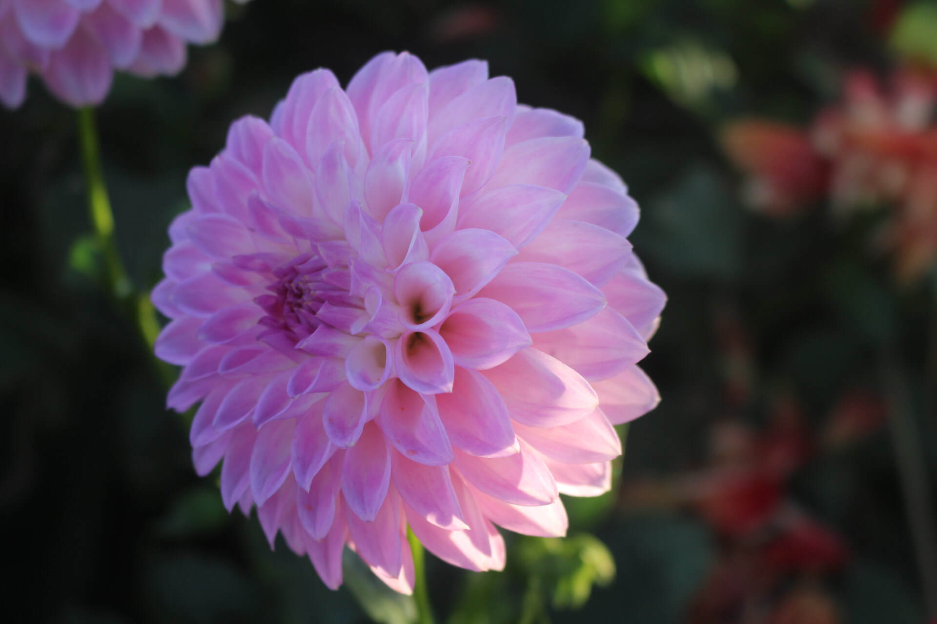 Devon Pazazz | Country Dahlias
