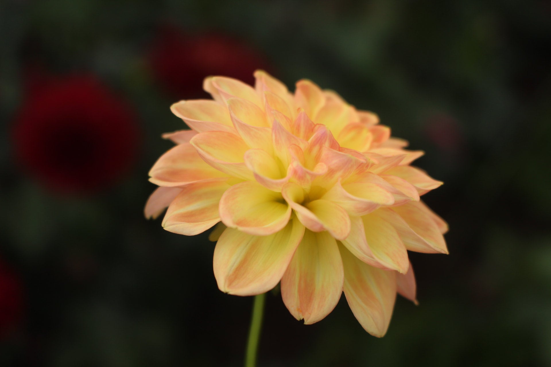 Fifi | Country Dahlias