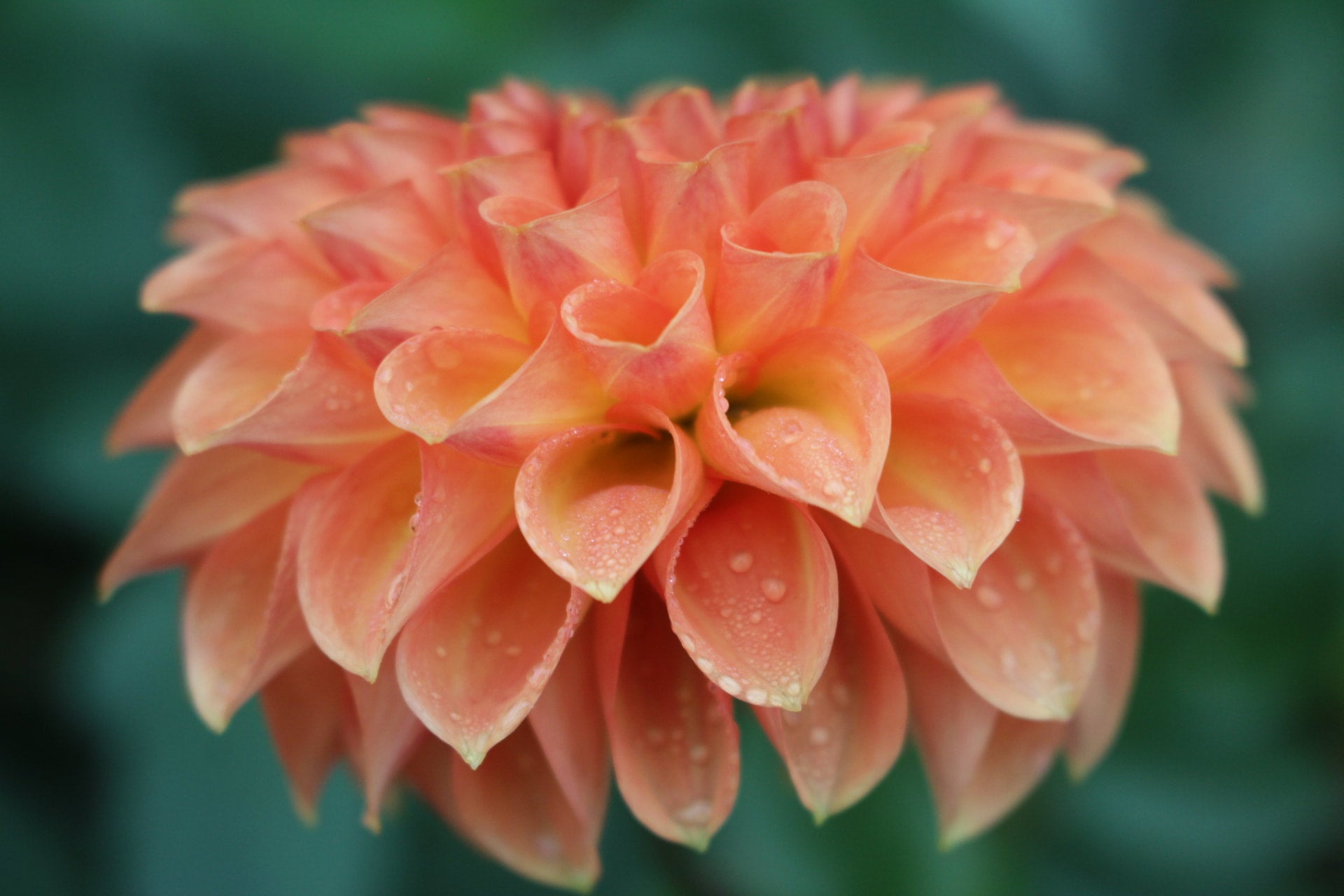 Formby Crest | Country Dahlias