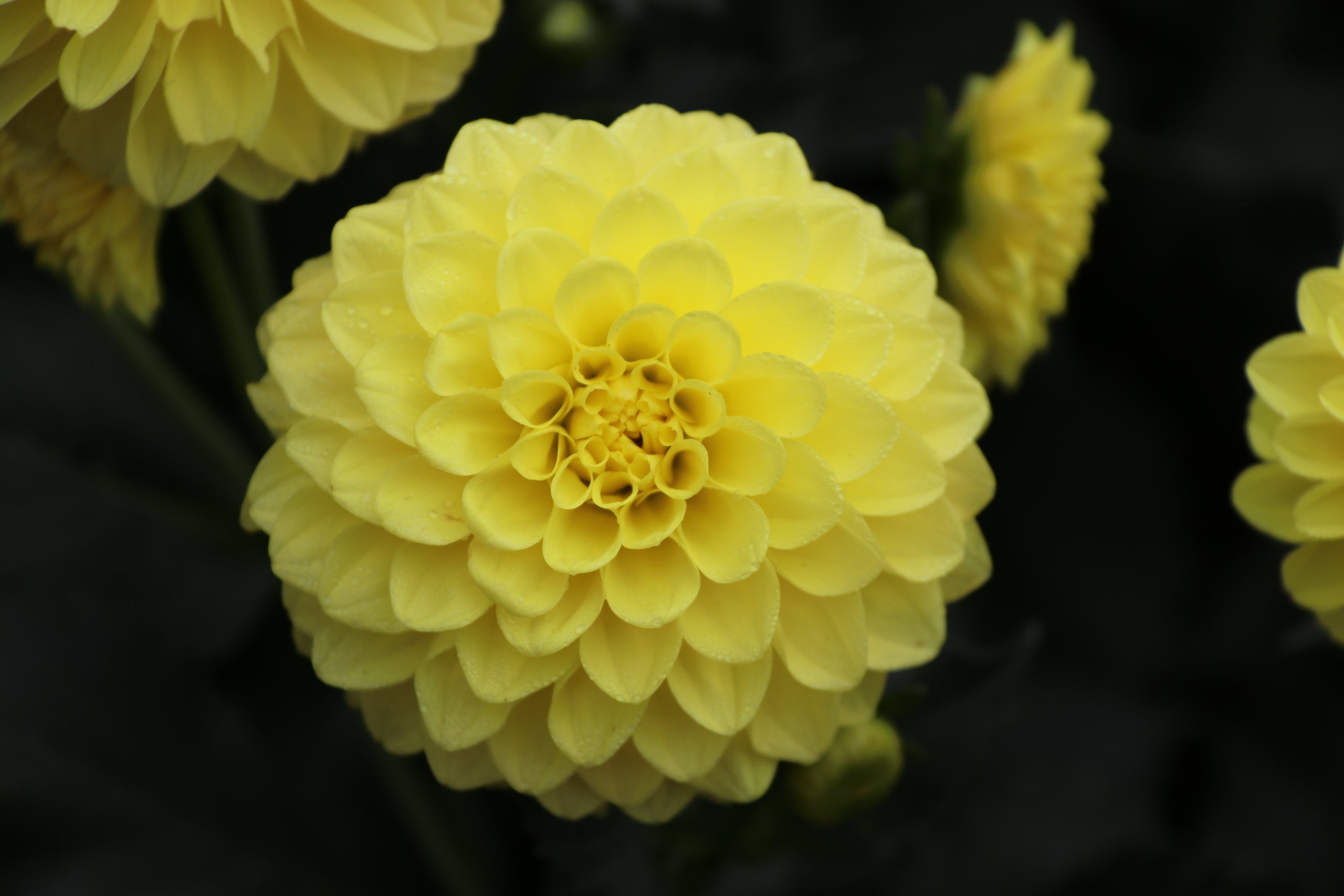 cathy-country-dahlias