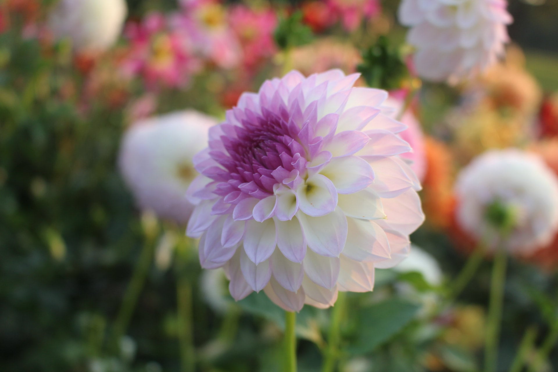 Formby Pride | Country Dahlias