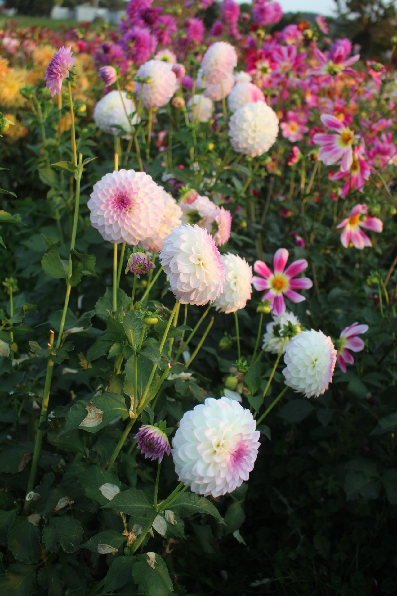 Formby Pride | Country Dahlias