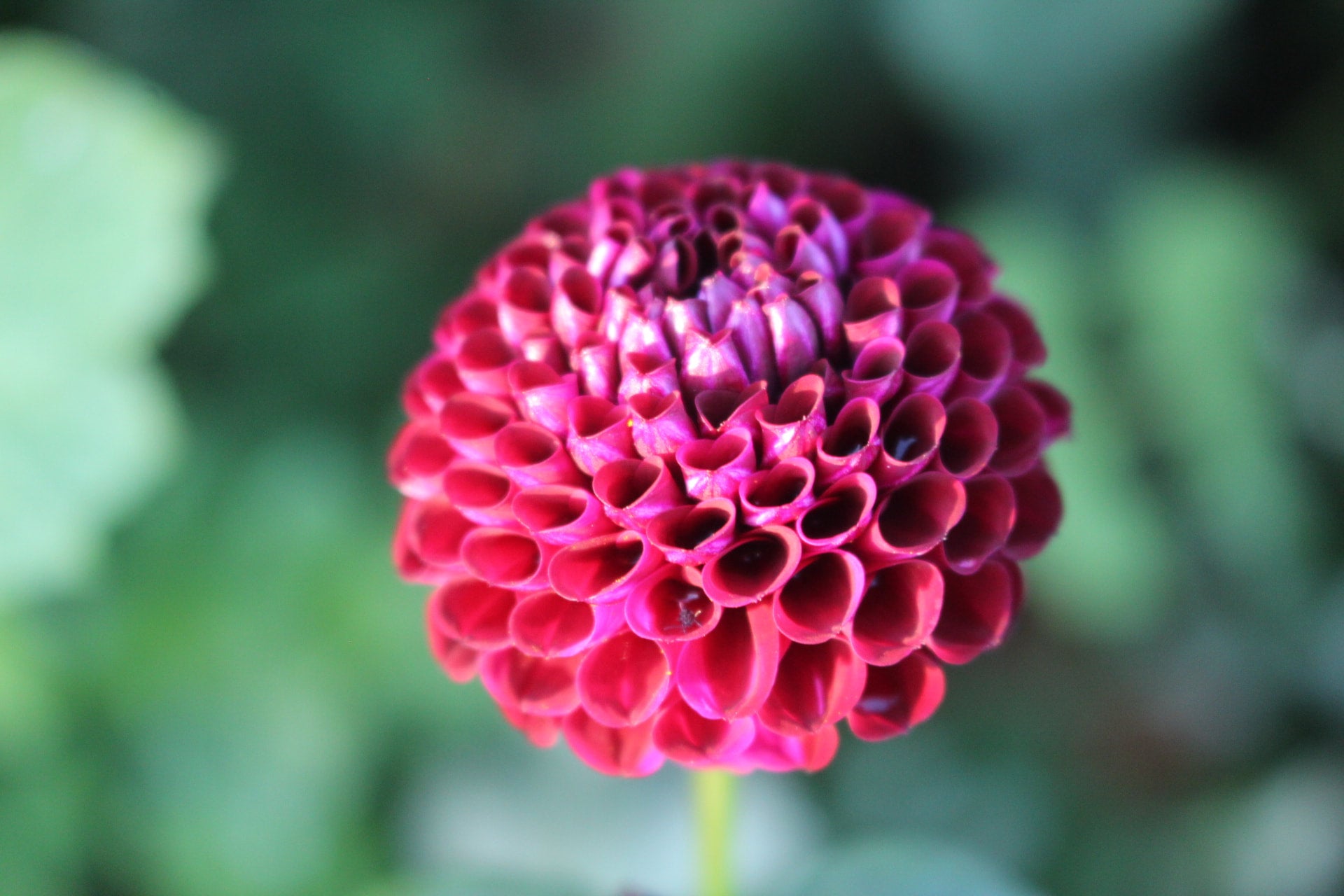 Mary P | Country Dahlias