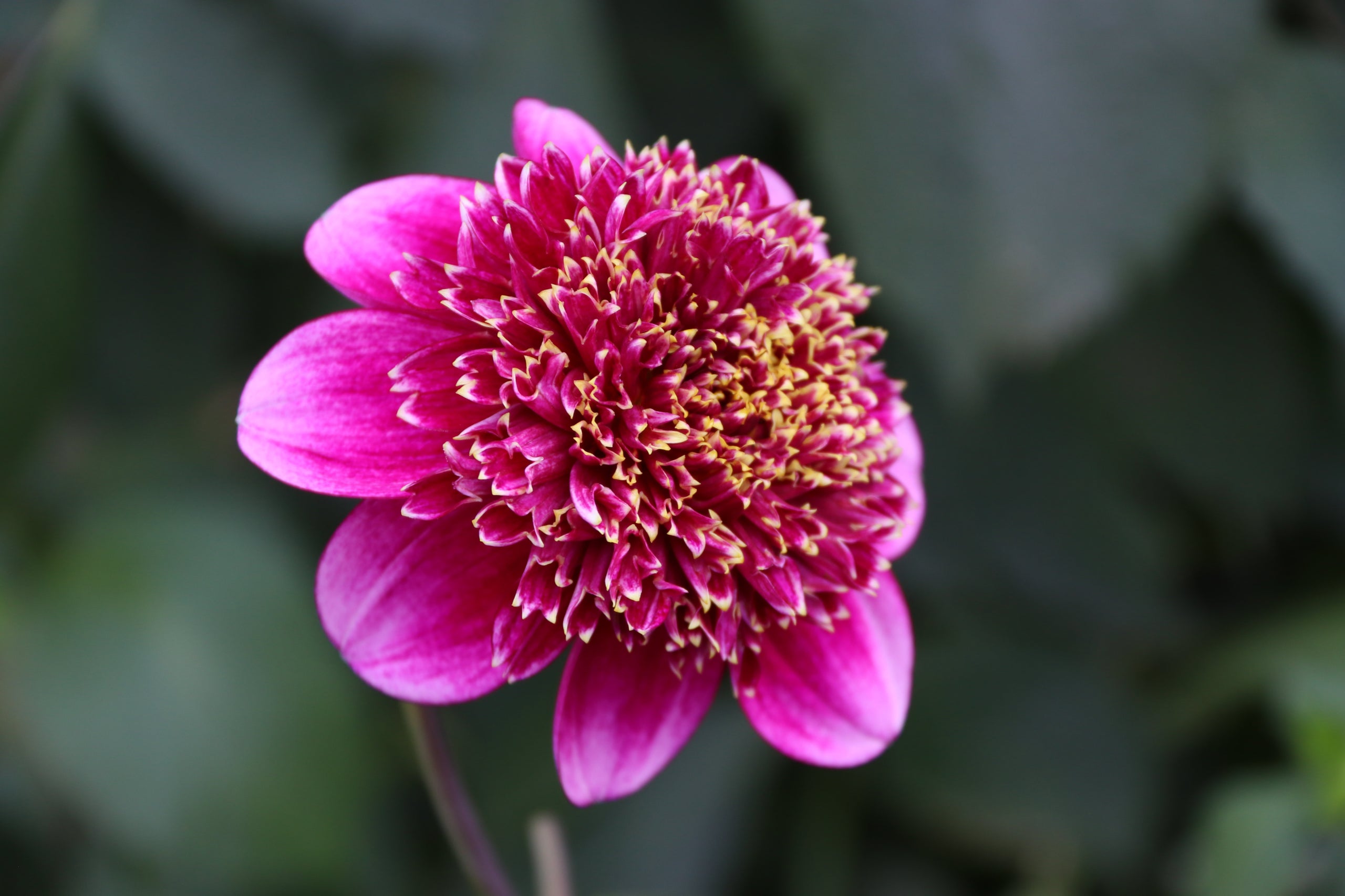 Penella | Country Dahlias