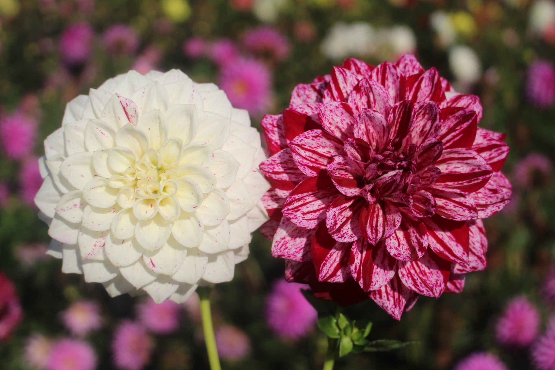 Boundary Wine Dot | Country Dahlias