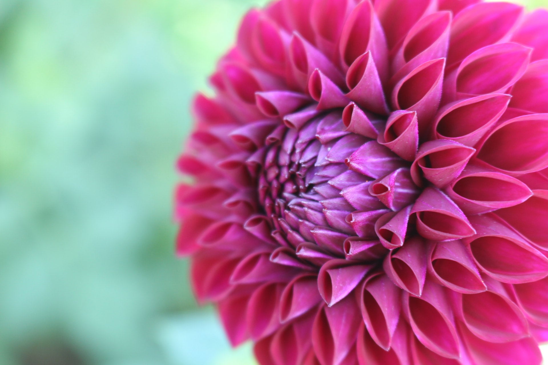 Rokewood Helen | Country Dahlias