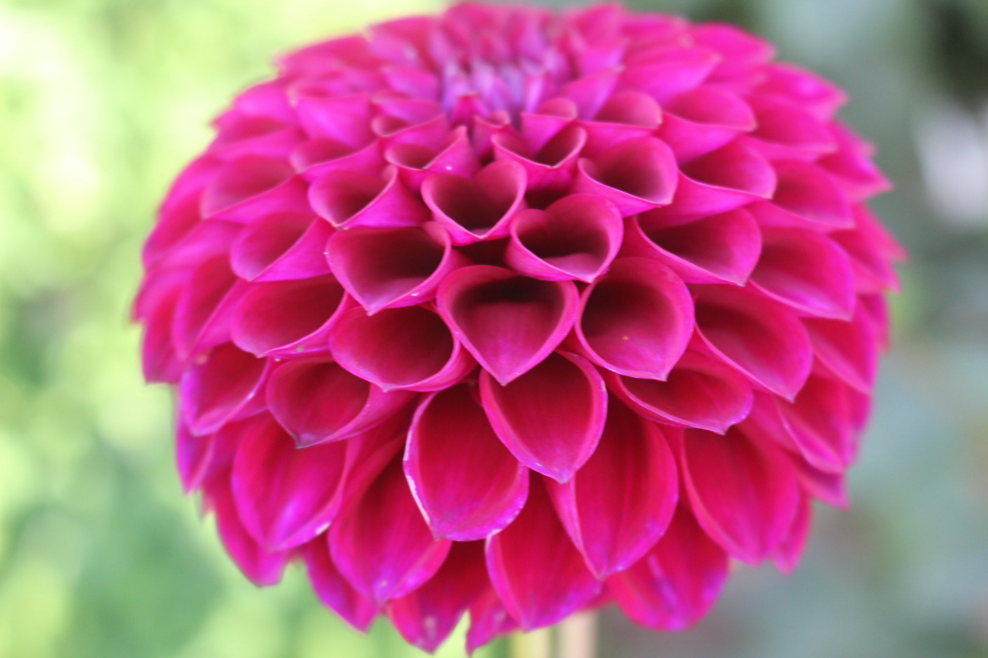 Rokewood Helen | Country Dahlias